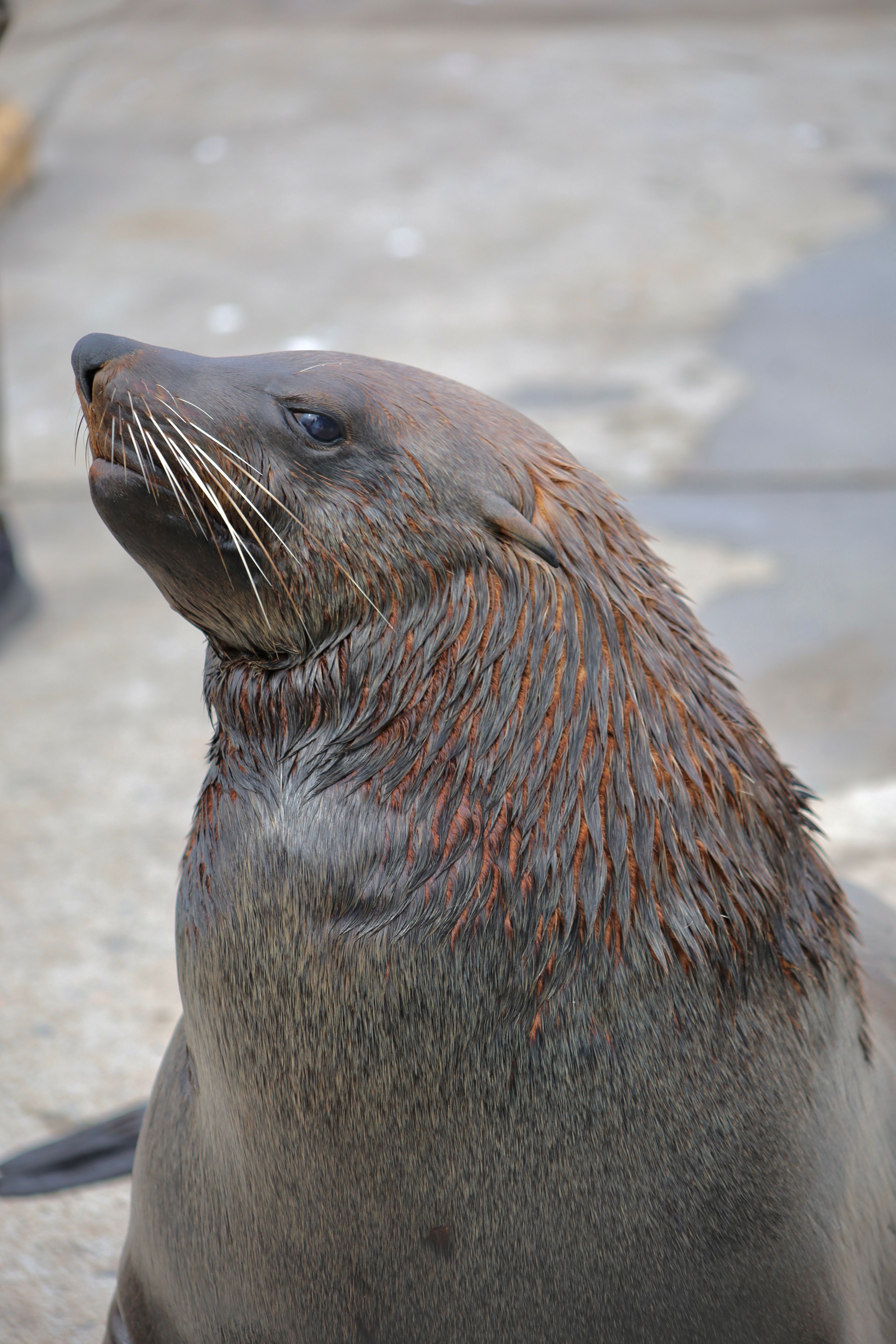 Close-up Portrait of a Sea Lion on a Pier · Free Stock Photo