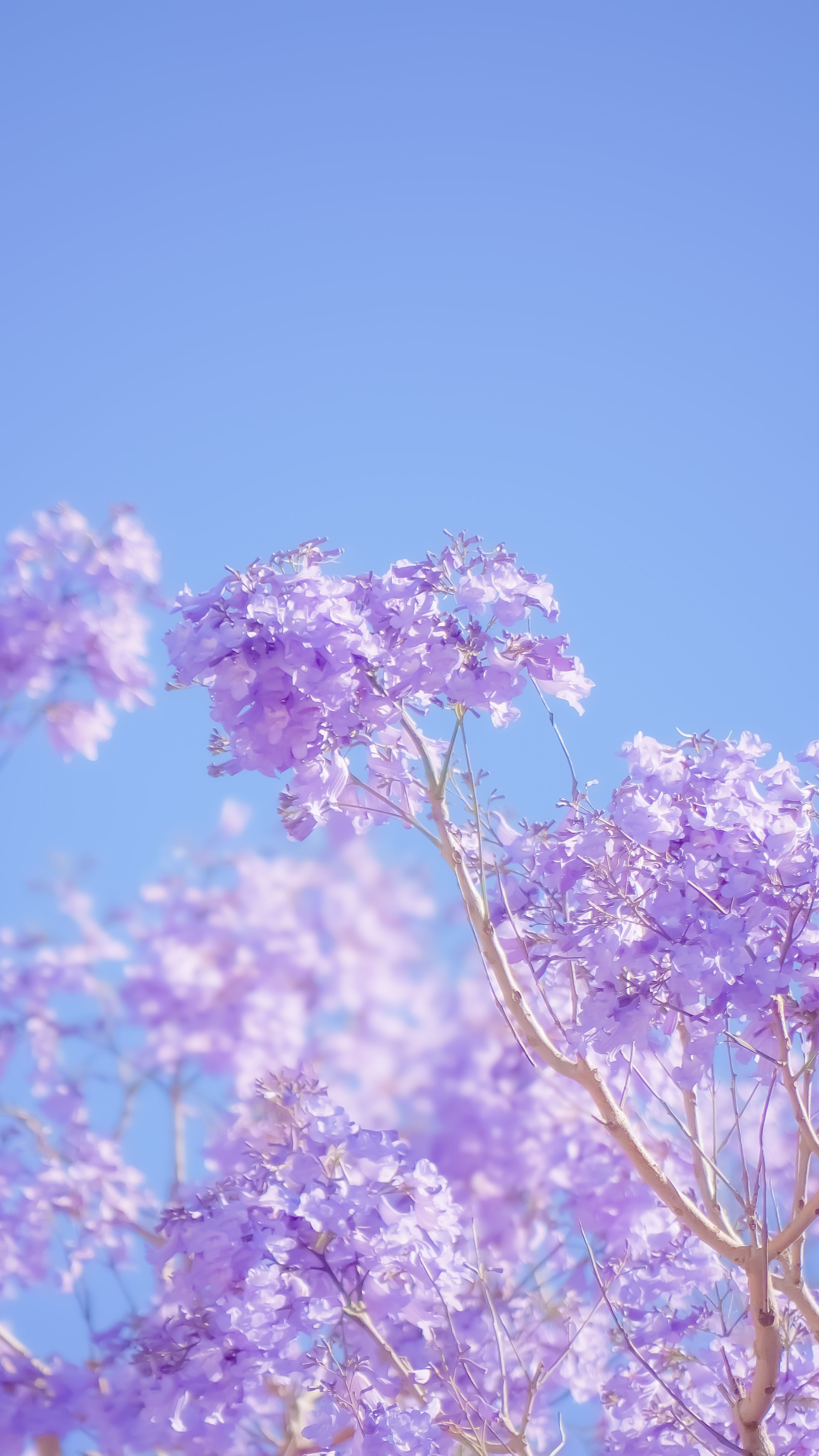 Jacaranda Trees Wallpaper Photos, Download The BEST Free Jacaranda ...