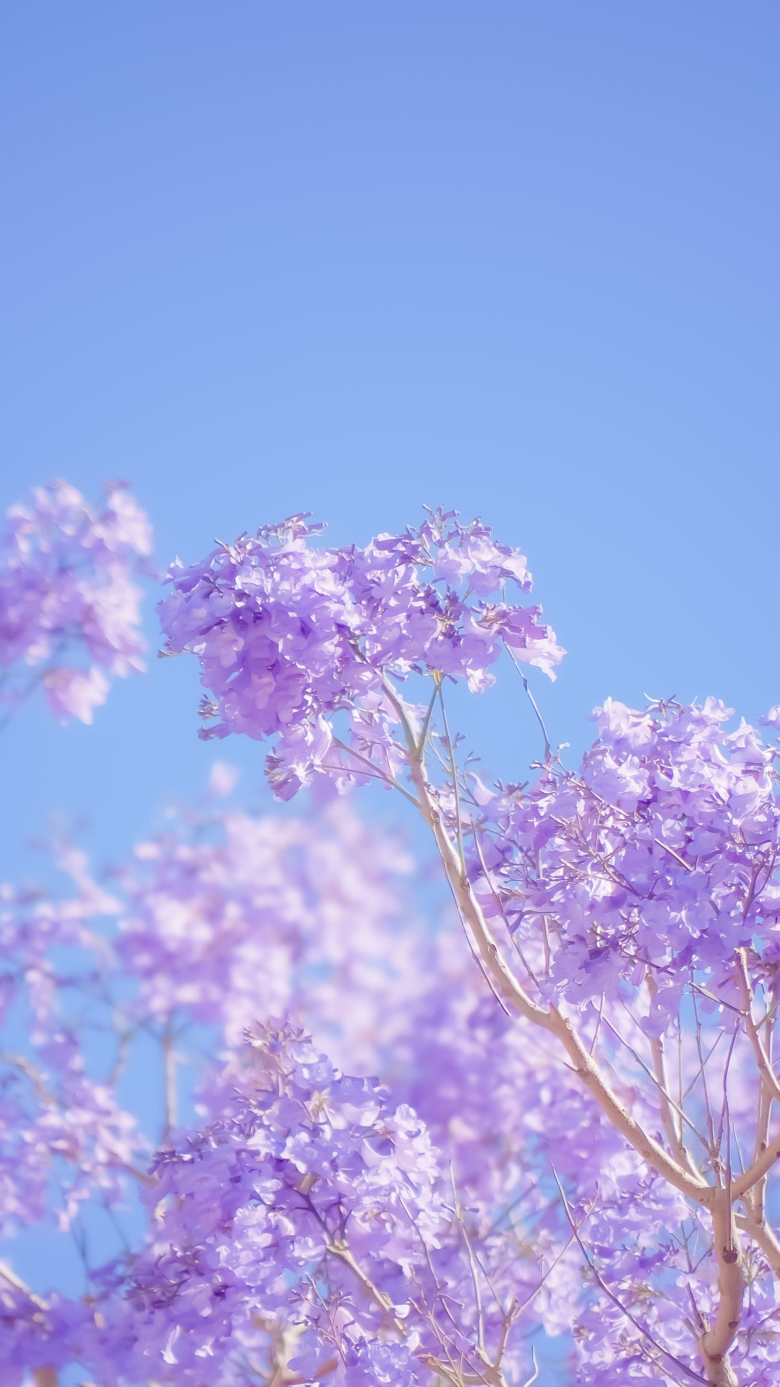 Jacaranda Tree Photos, Download The BEST Free Jacaranda Tree Stock ...