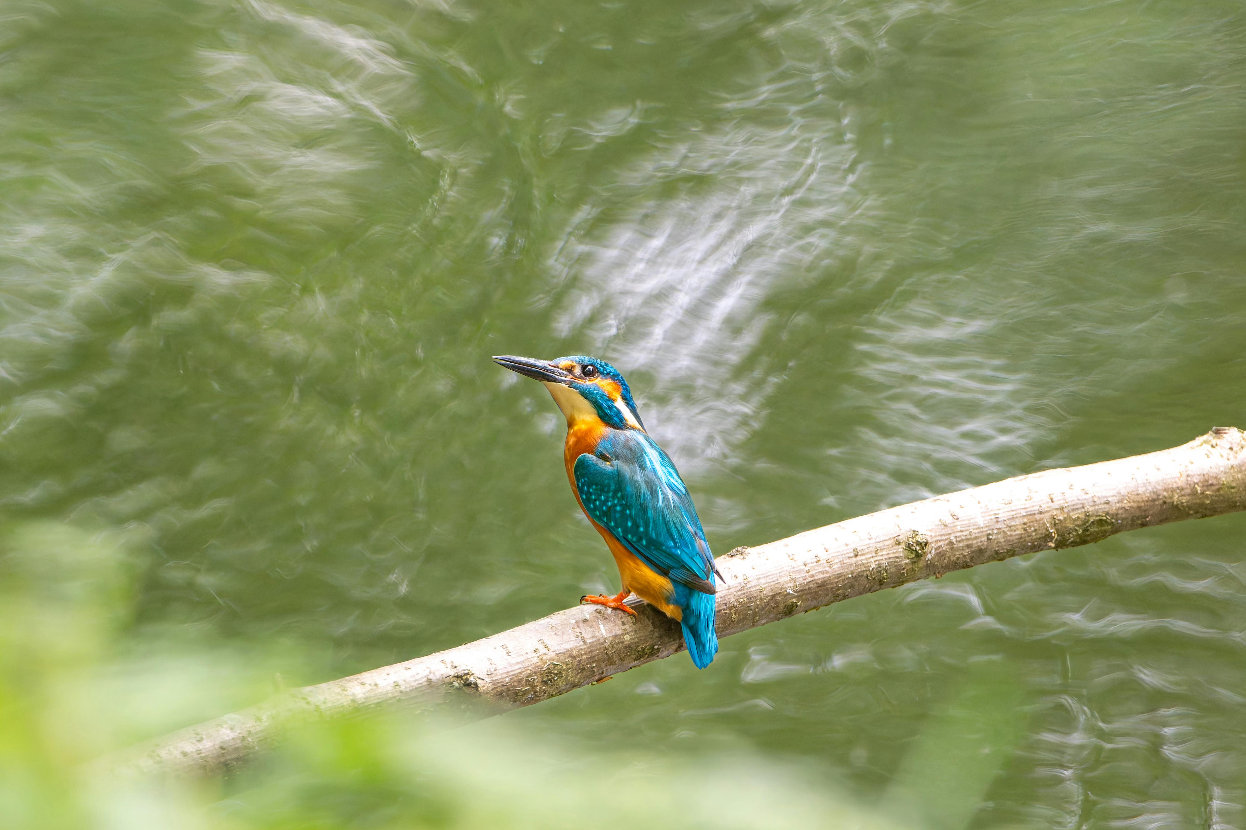 Water Springing Photos, Download The BEST Free Water Springing Stock ...