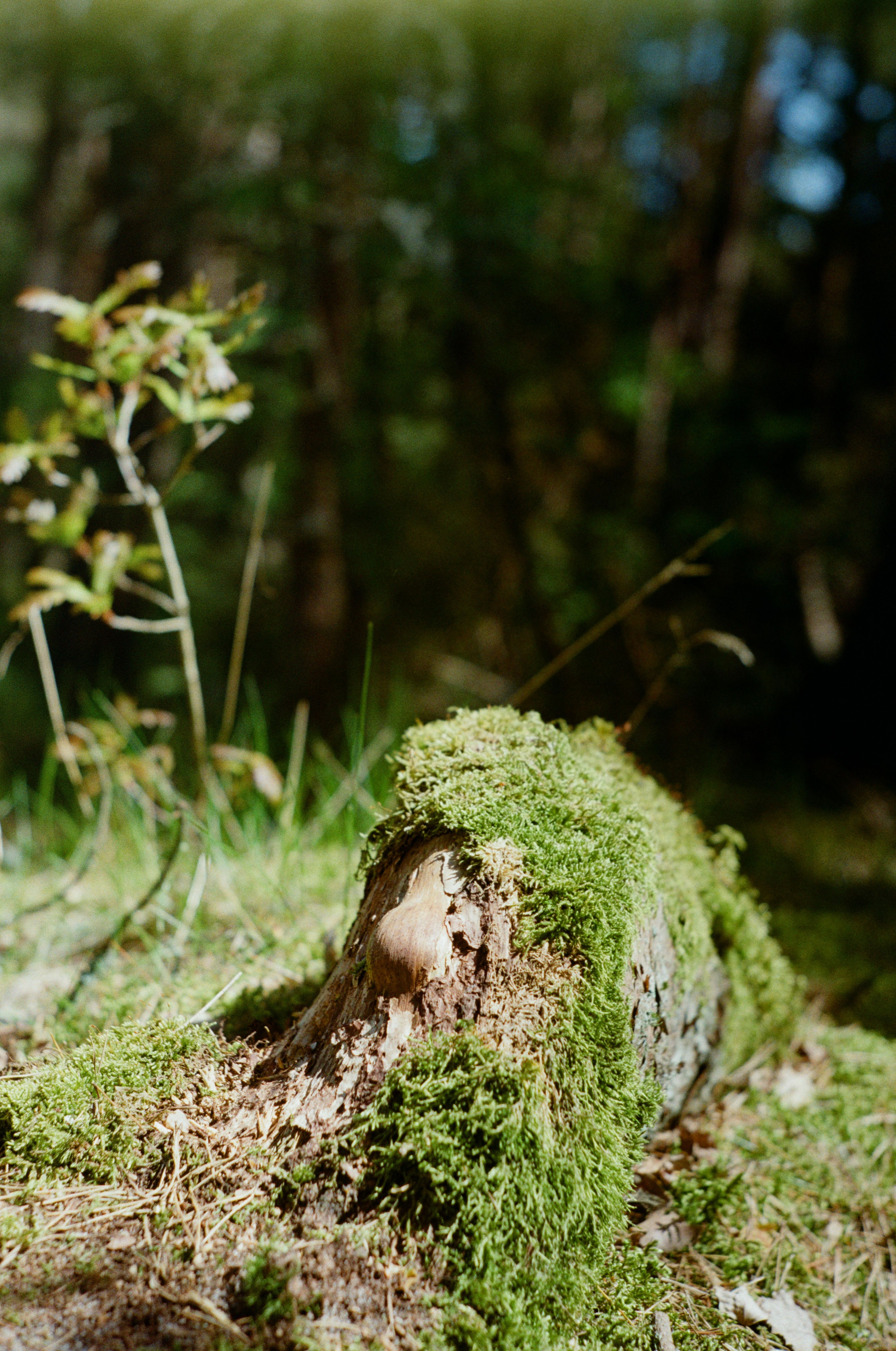 Mossy log in dark calm woods · Free Stock Photo