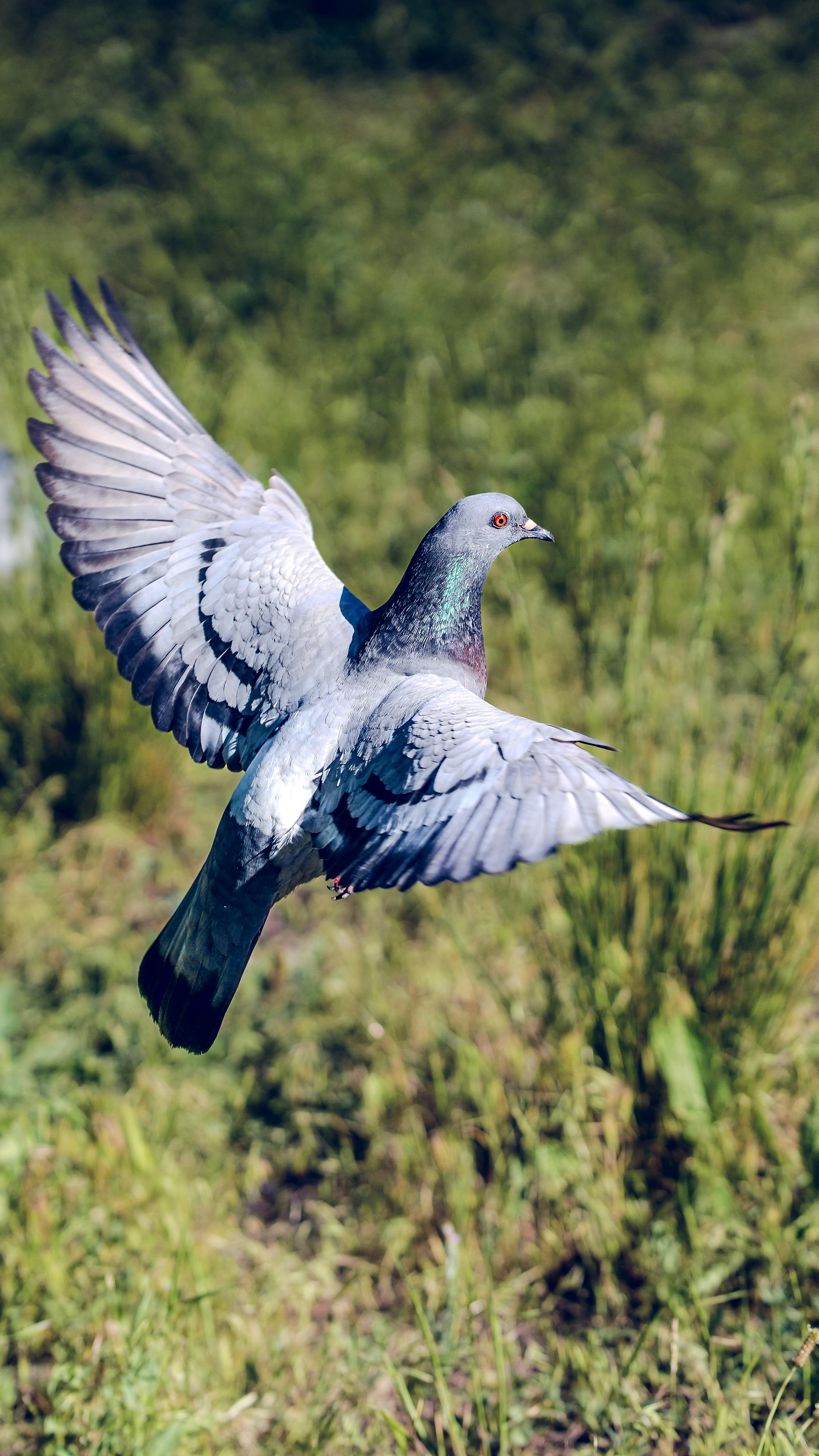 Dove Bird Photos, Download The BEST Free Dove Bird Stock Photos & HD Images