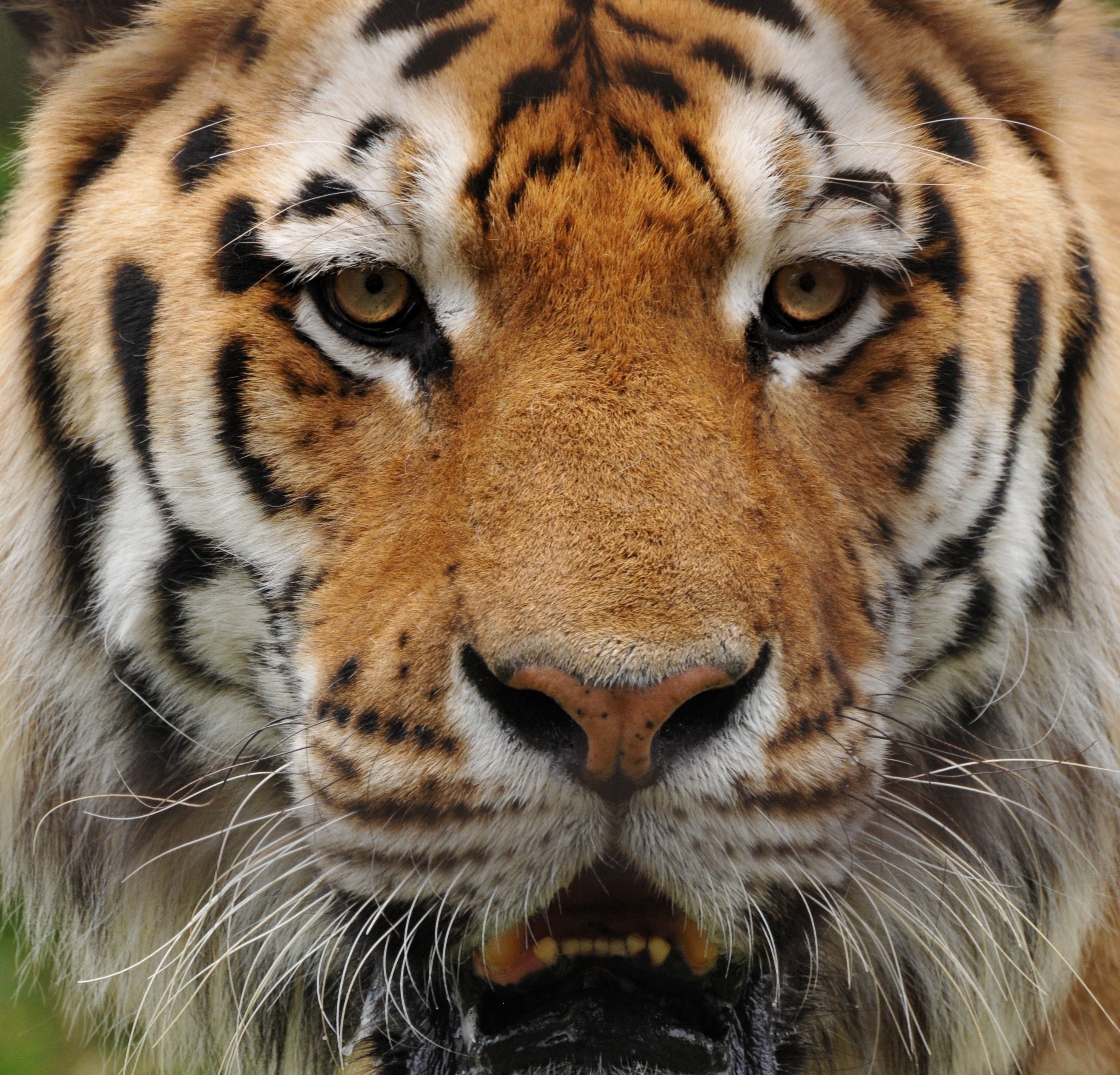 Tiger Images Photos, Download The BEST Free Tiger Images Stock Photos ...
