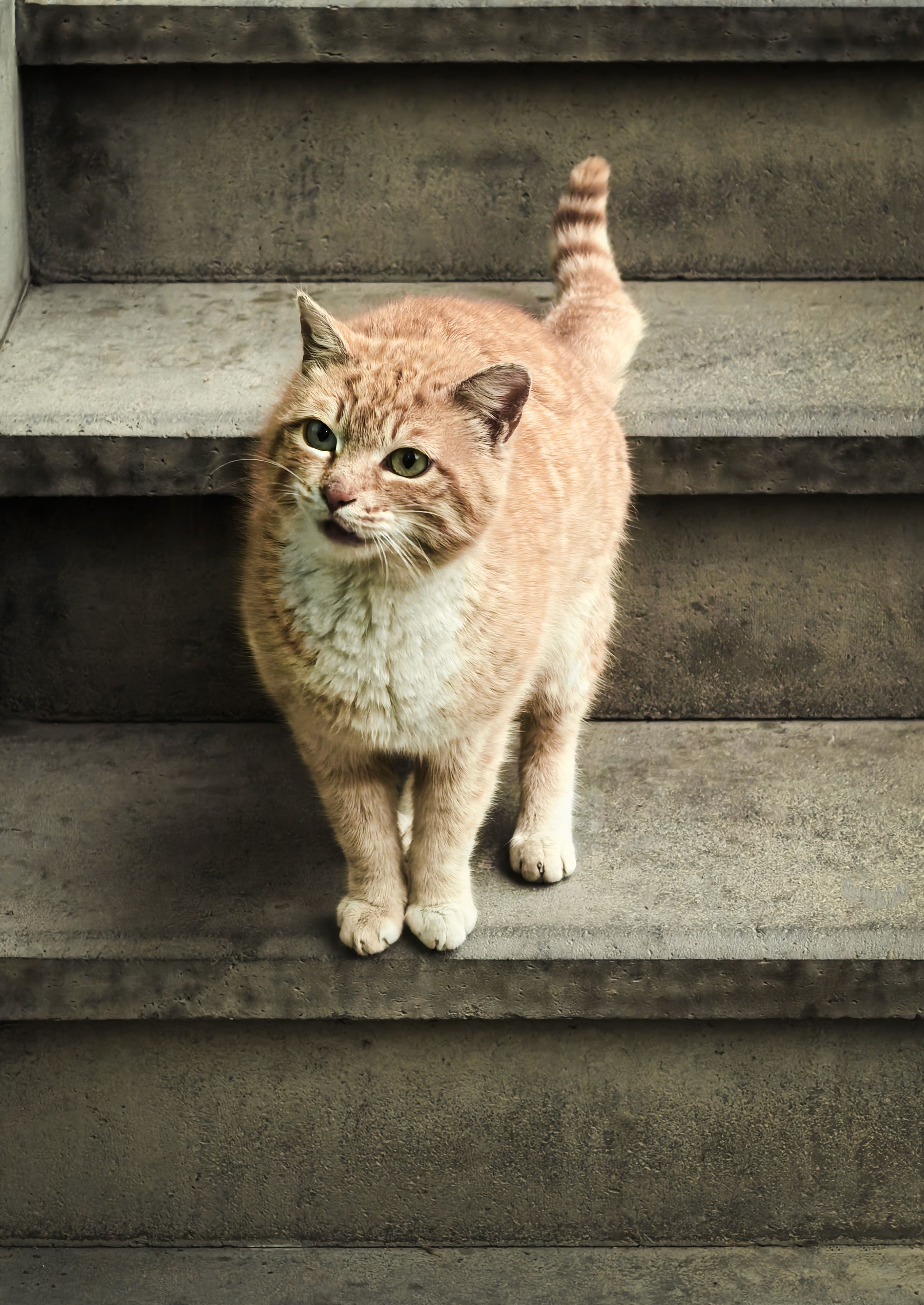 Goofy Cat Photos, Download The BEST Free Goofy Cat Stock Photos & HD Images
