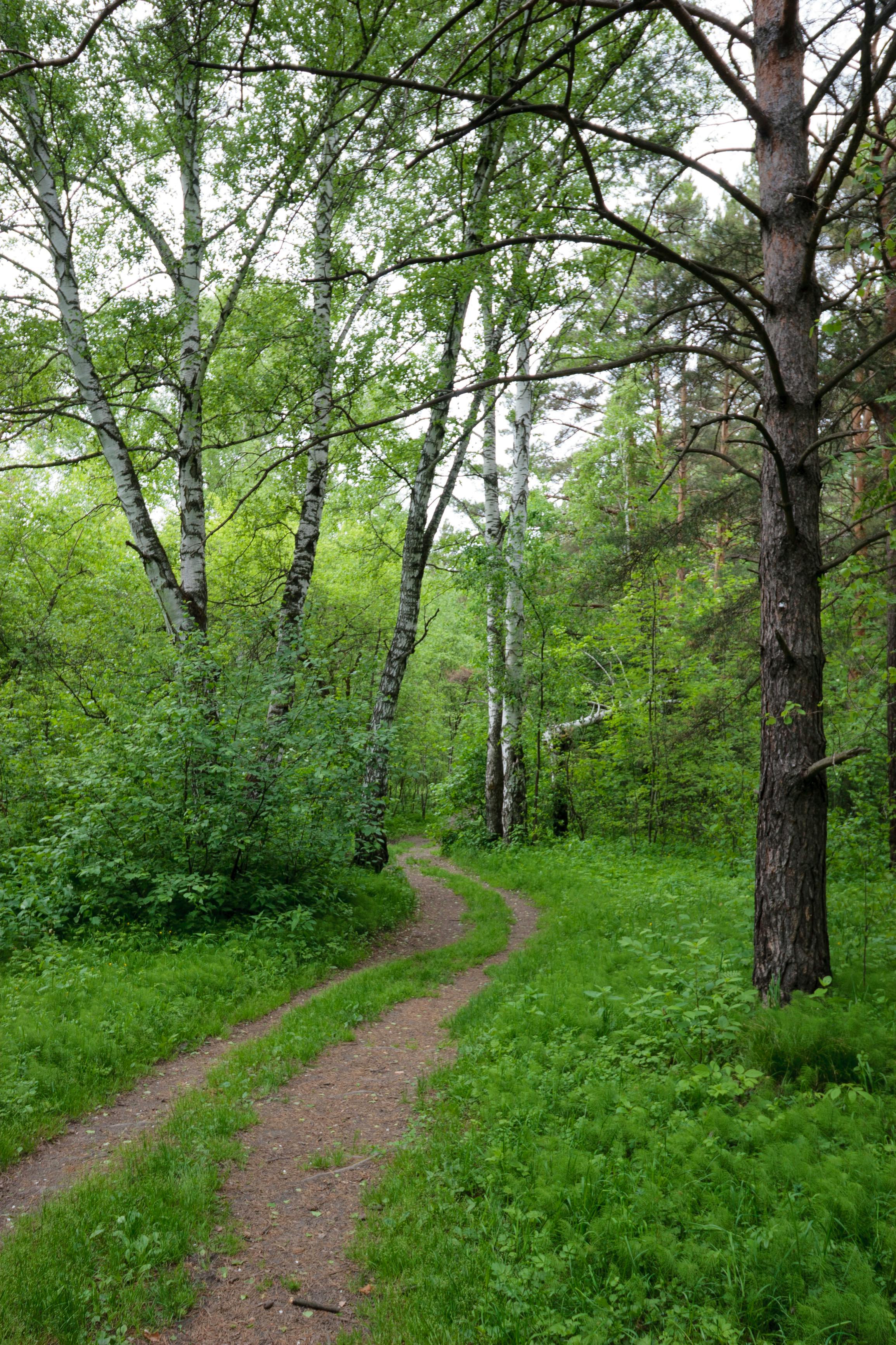 Greenery Leaves Wallpaper Photos, Download The BEST Free Greenery ...