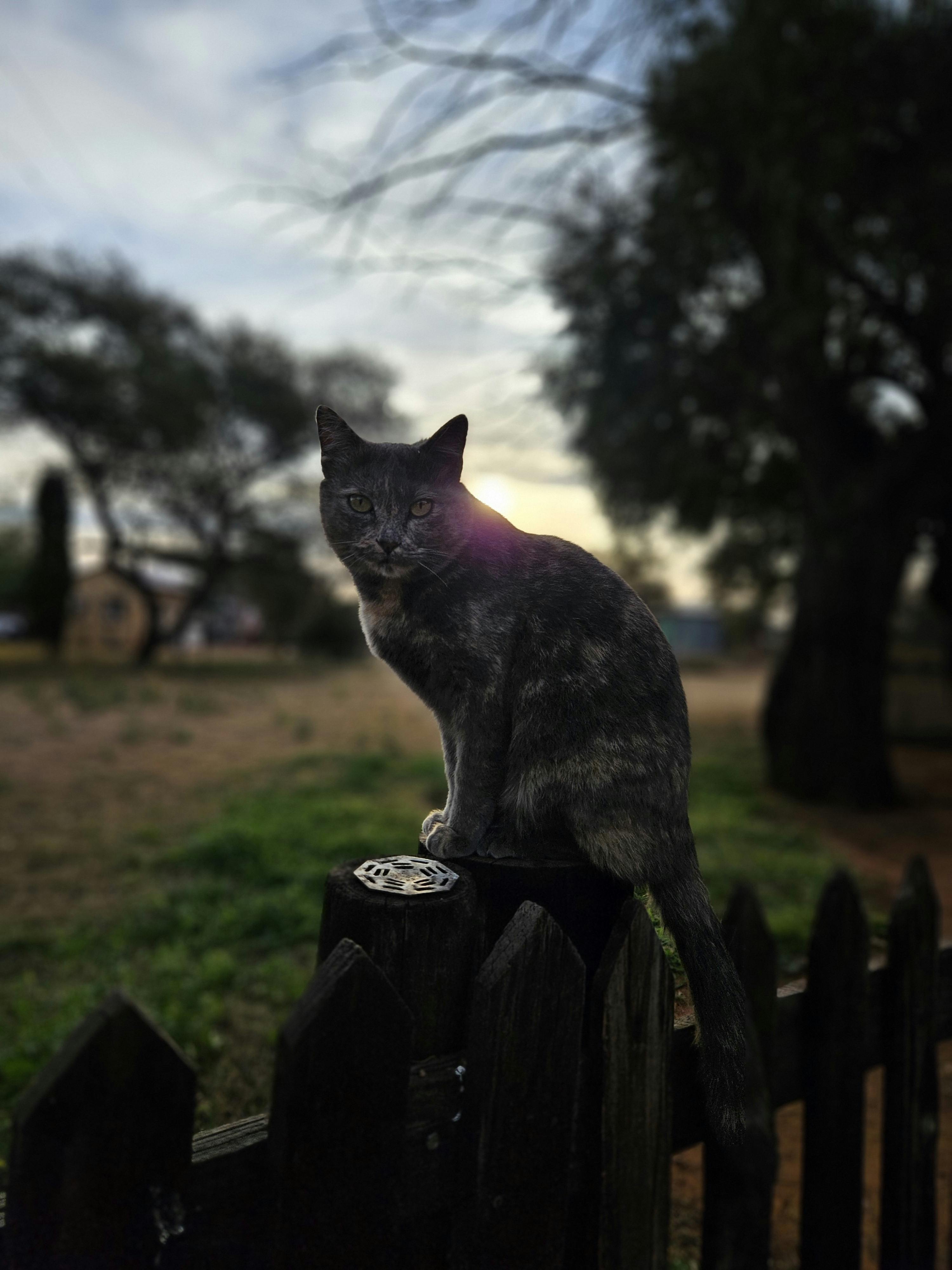 Serene Cat Silhouette on Rustic Fence at Sunset · Free Stock Photo