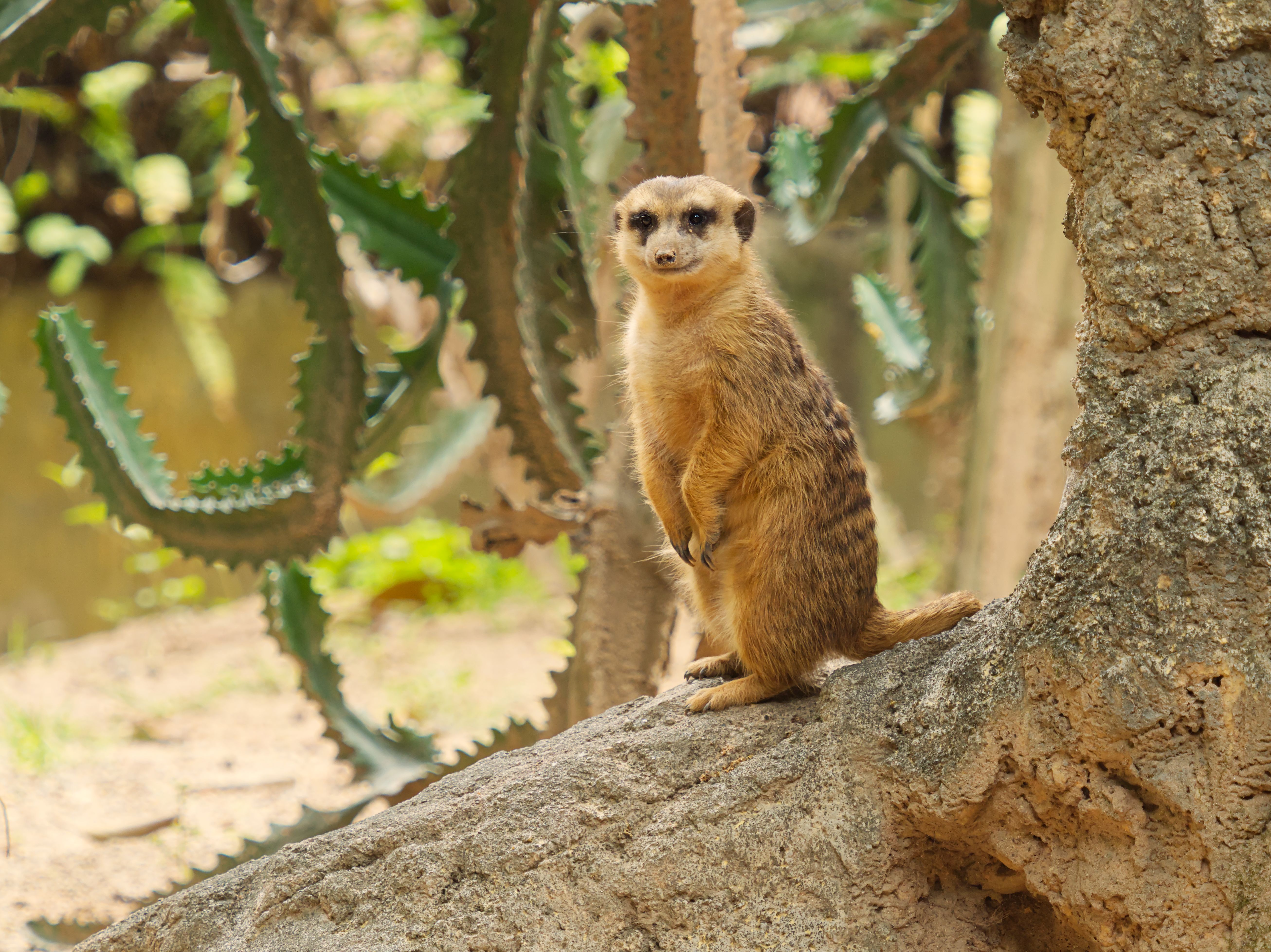 Alert Meerkat on Rock in Guangzhou Zoo · Free Stock Photo
