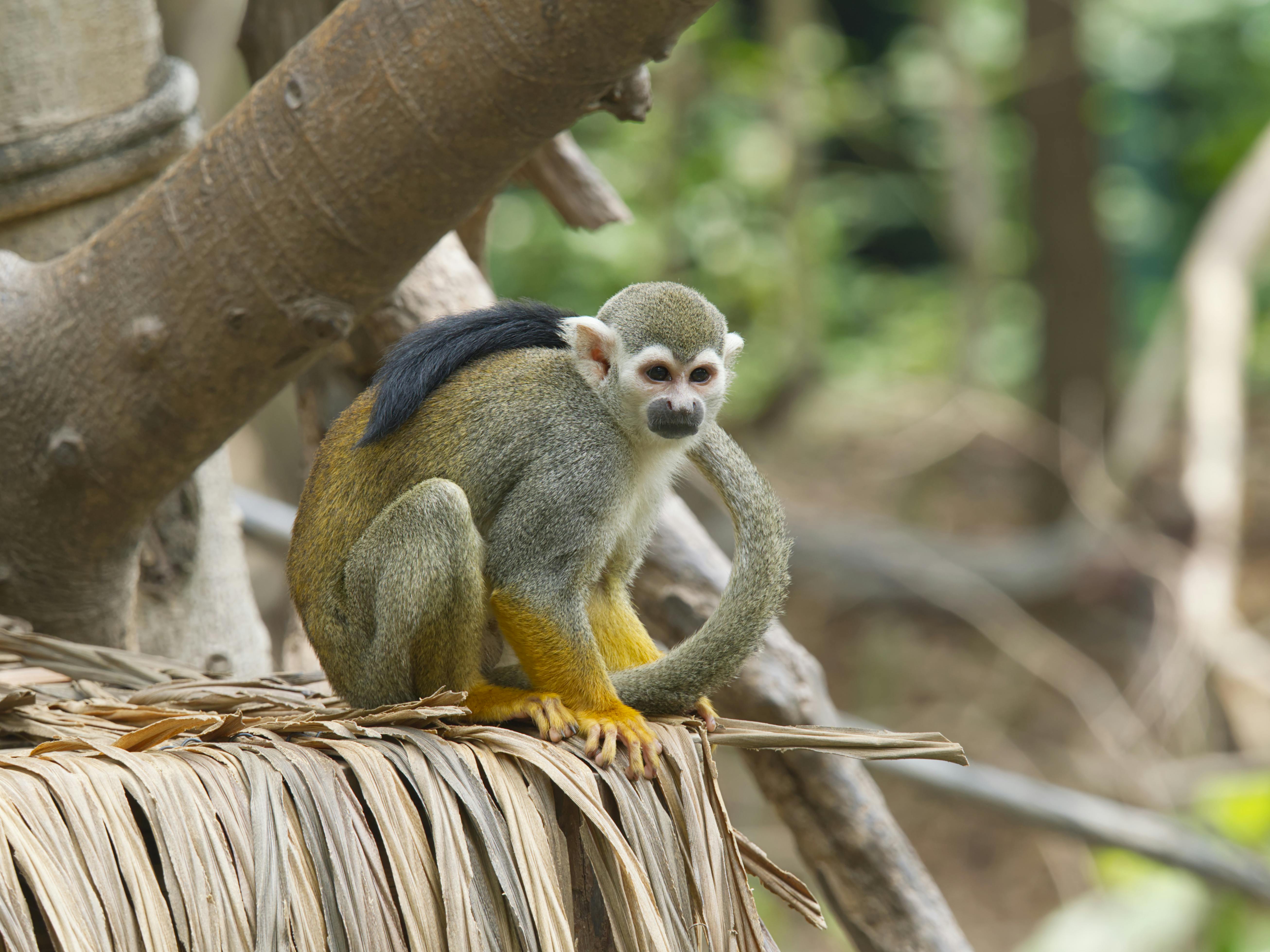 Monkey Thinking Photos, Download The BEST Free Monkey Thinking Stock ...