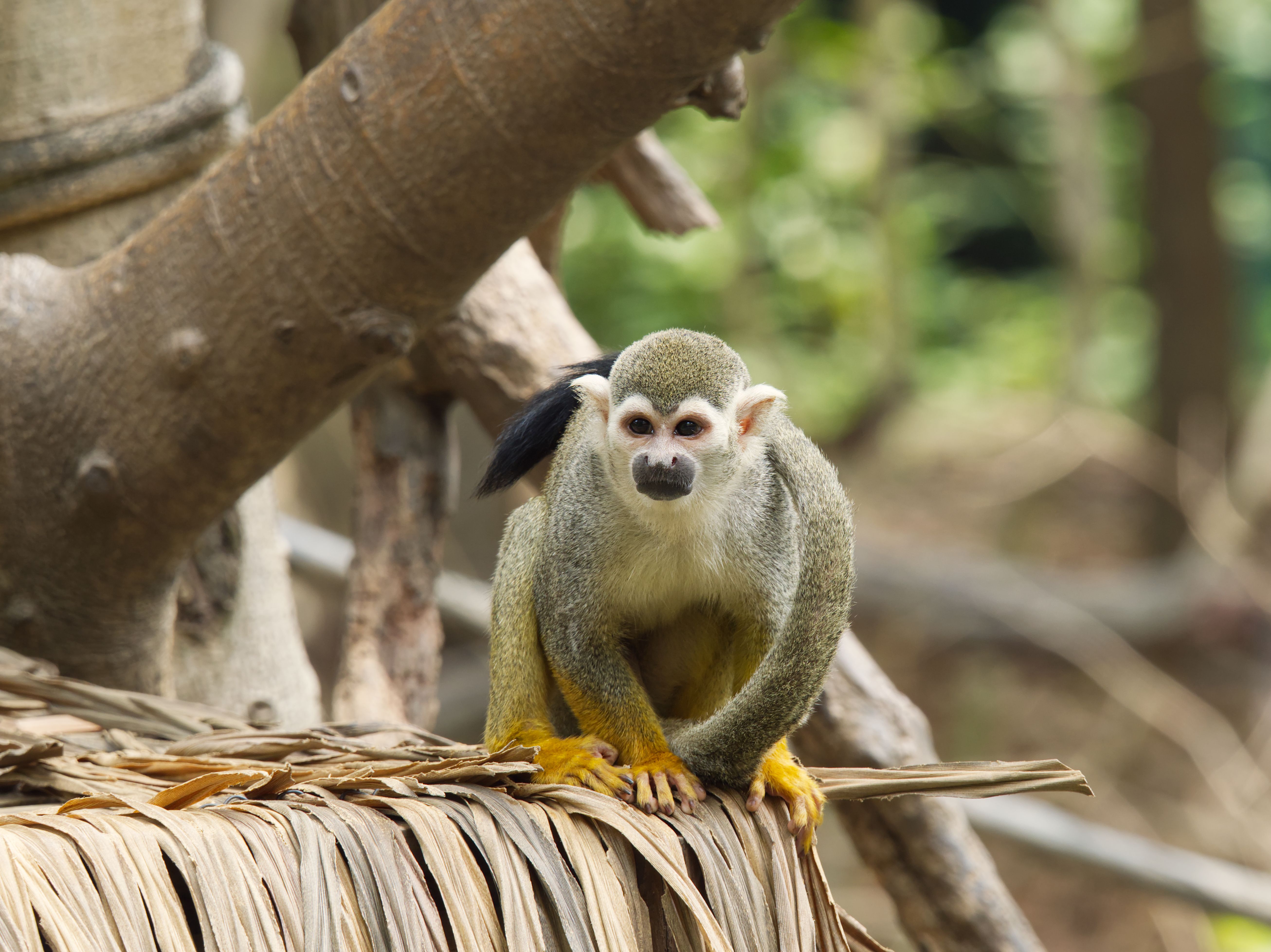 Monkeys Legs Photos, Download The BEST Free Monkeys Legs Stock Photos ...