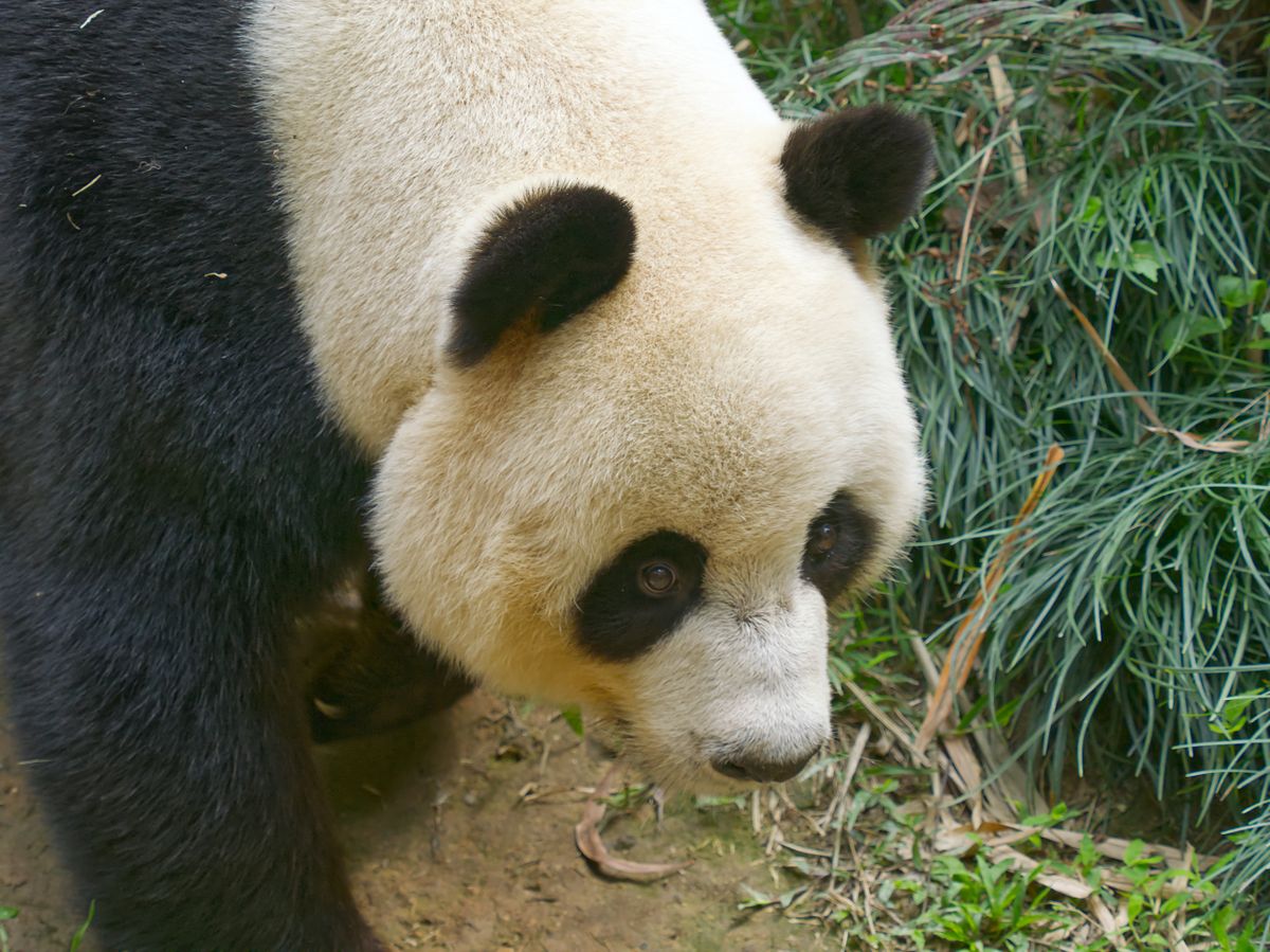 Panda Black And White Photos, Download The BEST Free Panda Black And ...