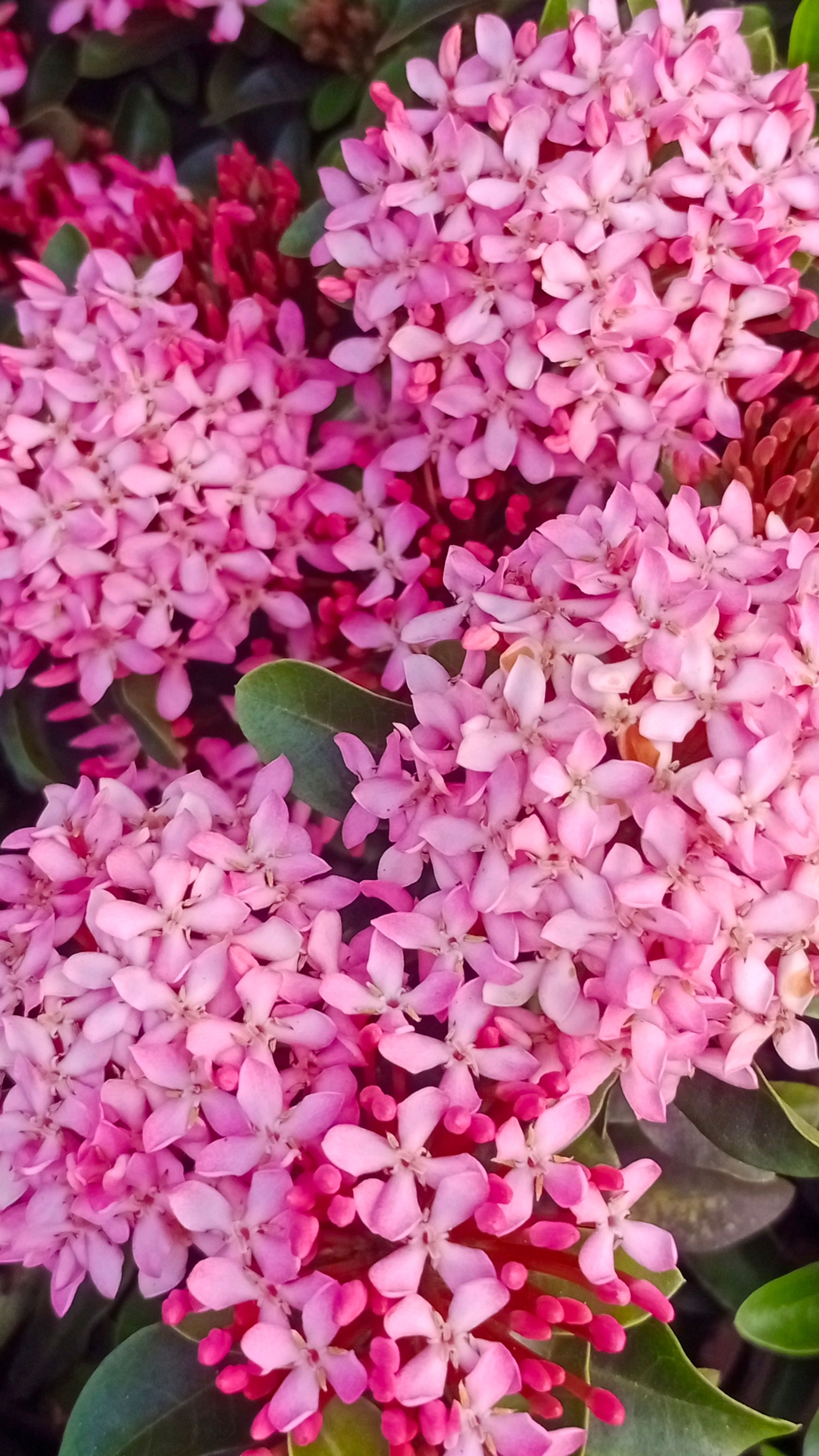 Pink Petal Cluster Photos, Download The BEST Free Pink Petal Cluster ...
