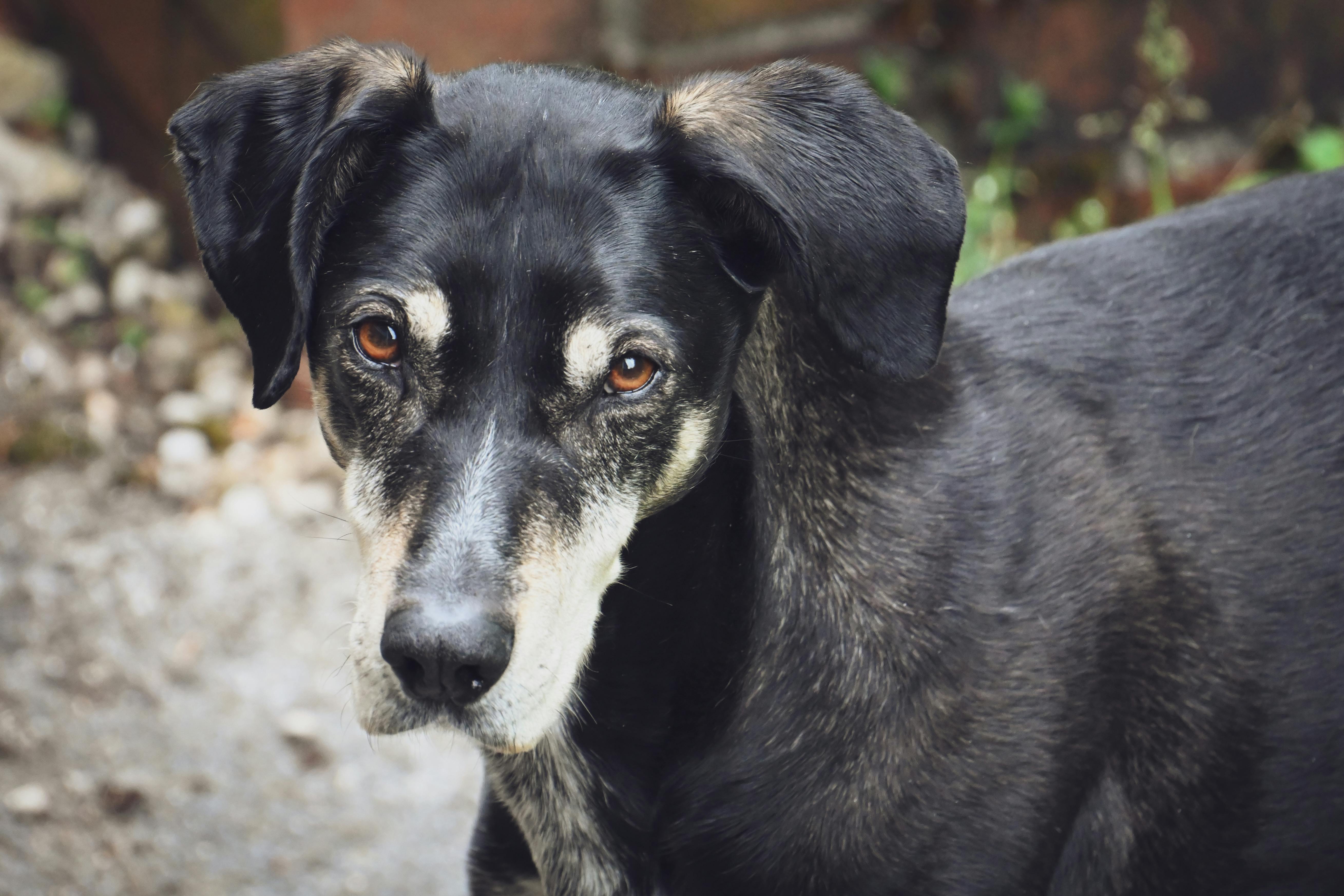 Loyalty Photos, Download The BEST Free Loyalty Stock Photos & HD Images