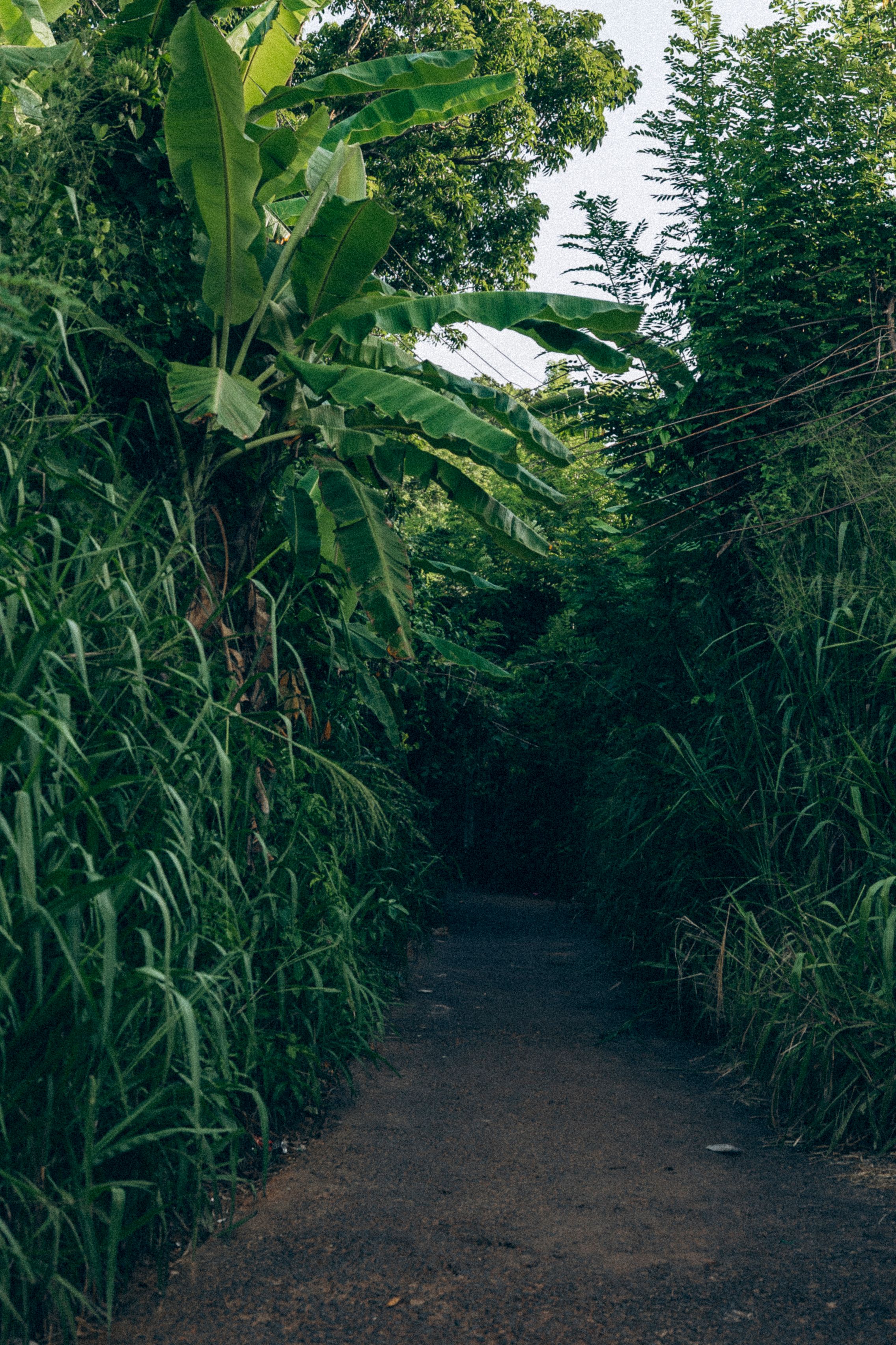 Lush Green Pathway Through Tropical Jungle Trail · Free Stock Photo