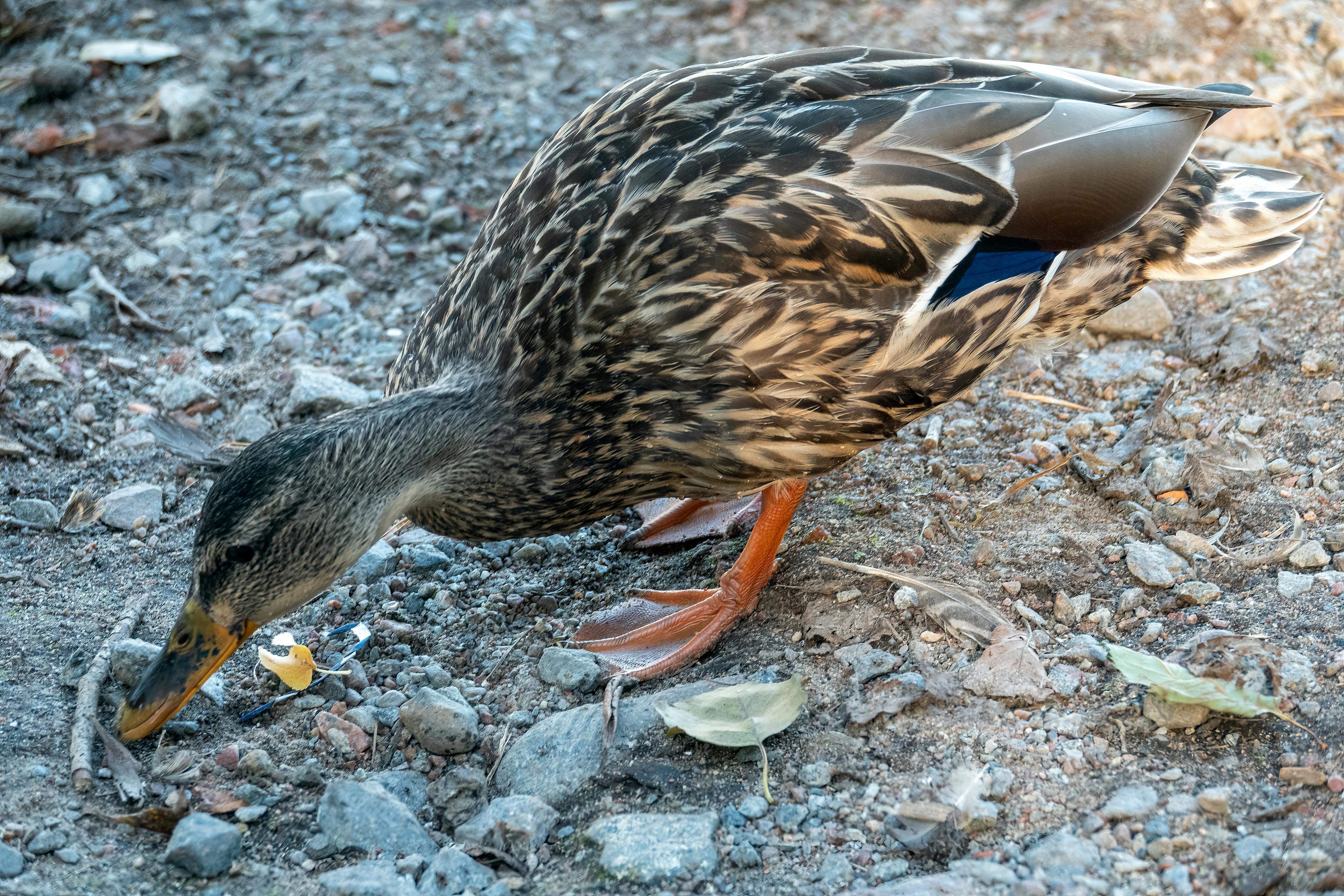 Mallard Duck Foraging on a Rocky Path in Stockholm · Free Stock Photo