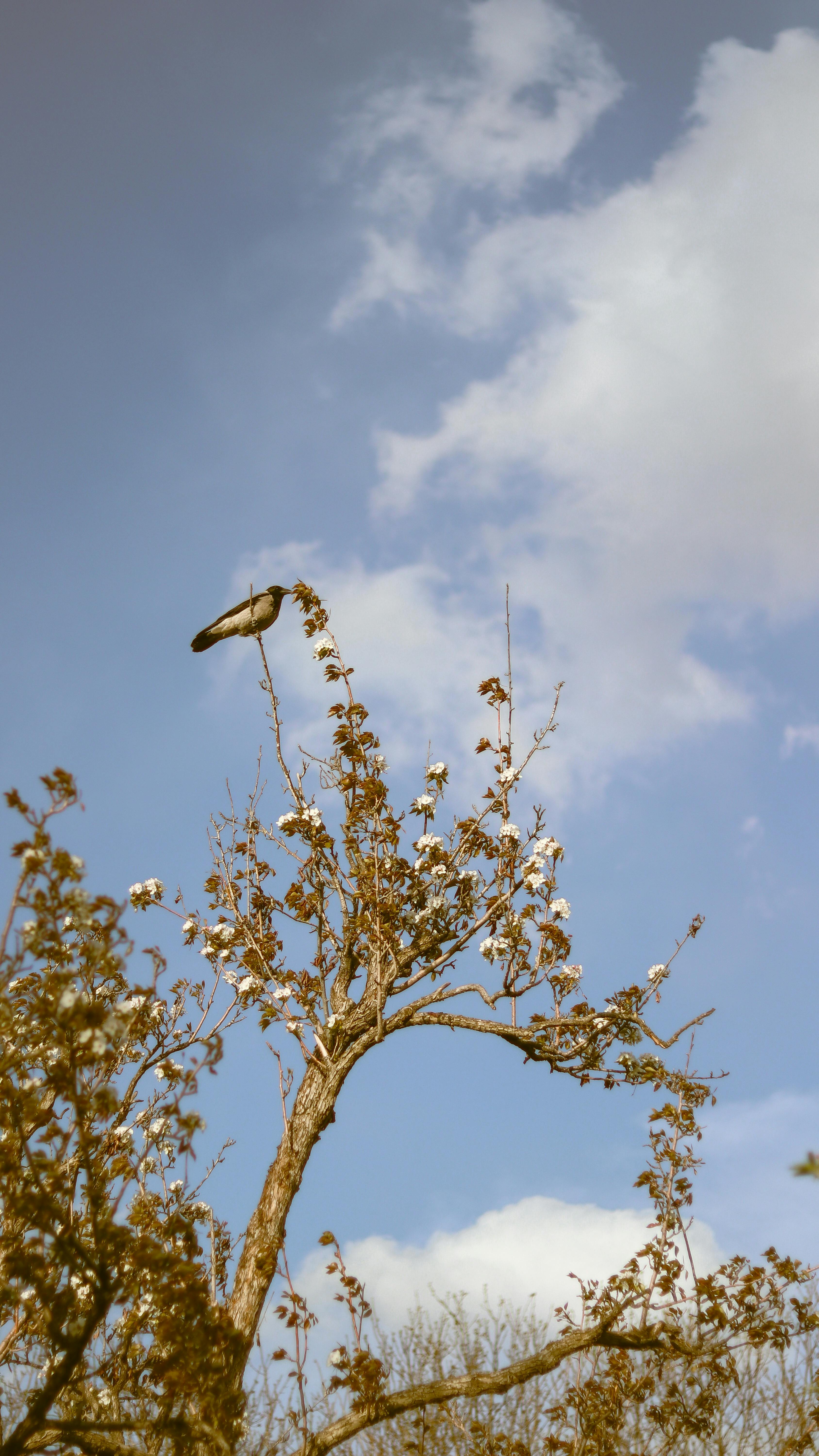 Golboo Maghooli - 摄影