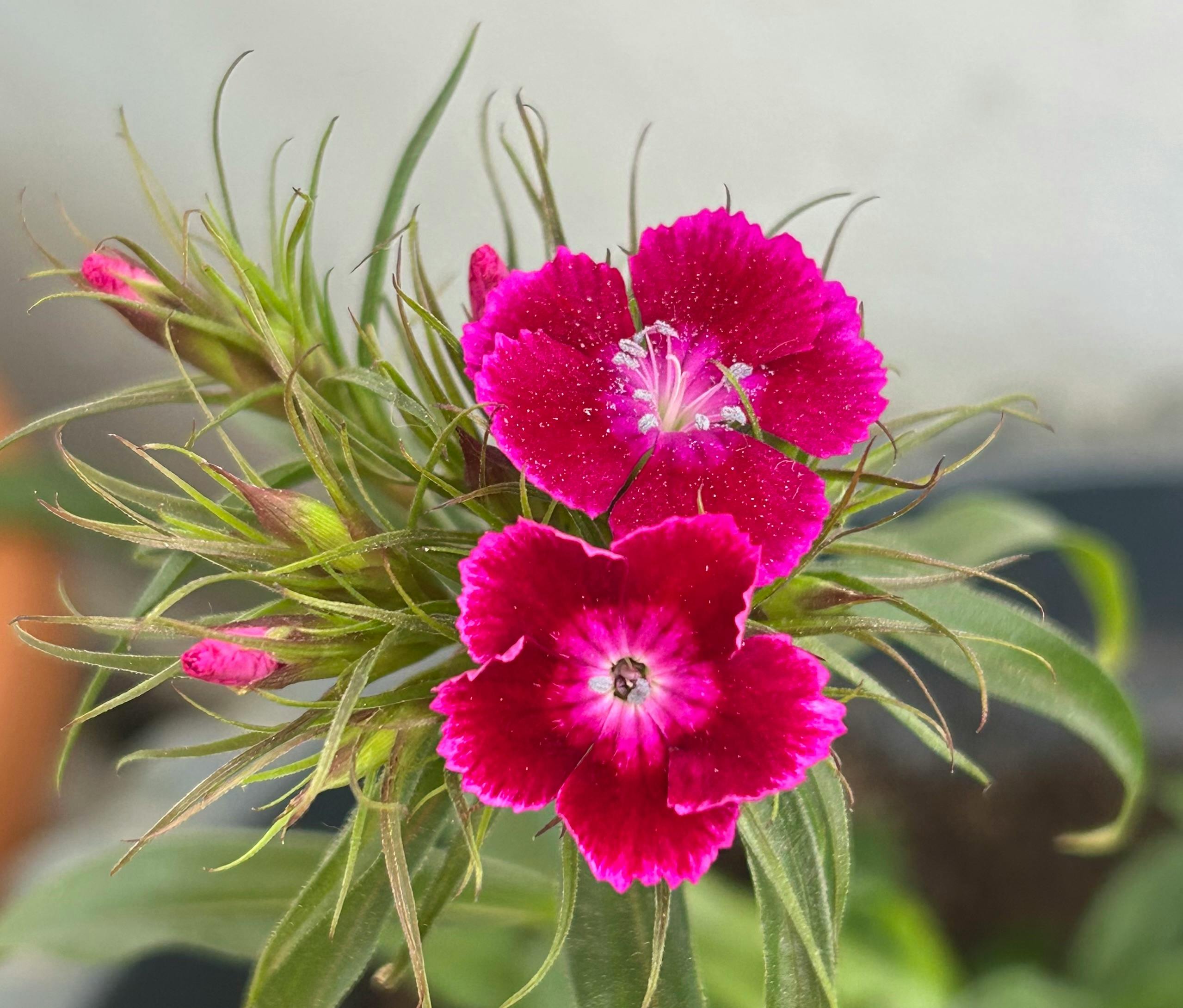 Bright Pink Dianthus Flower Close-Up Outdoors · Free Stock Photo