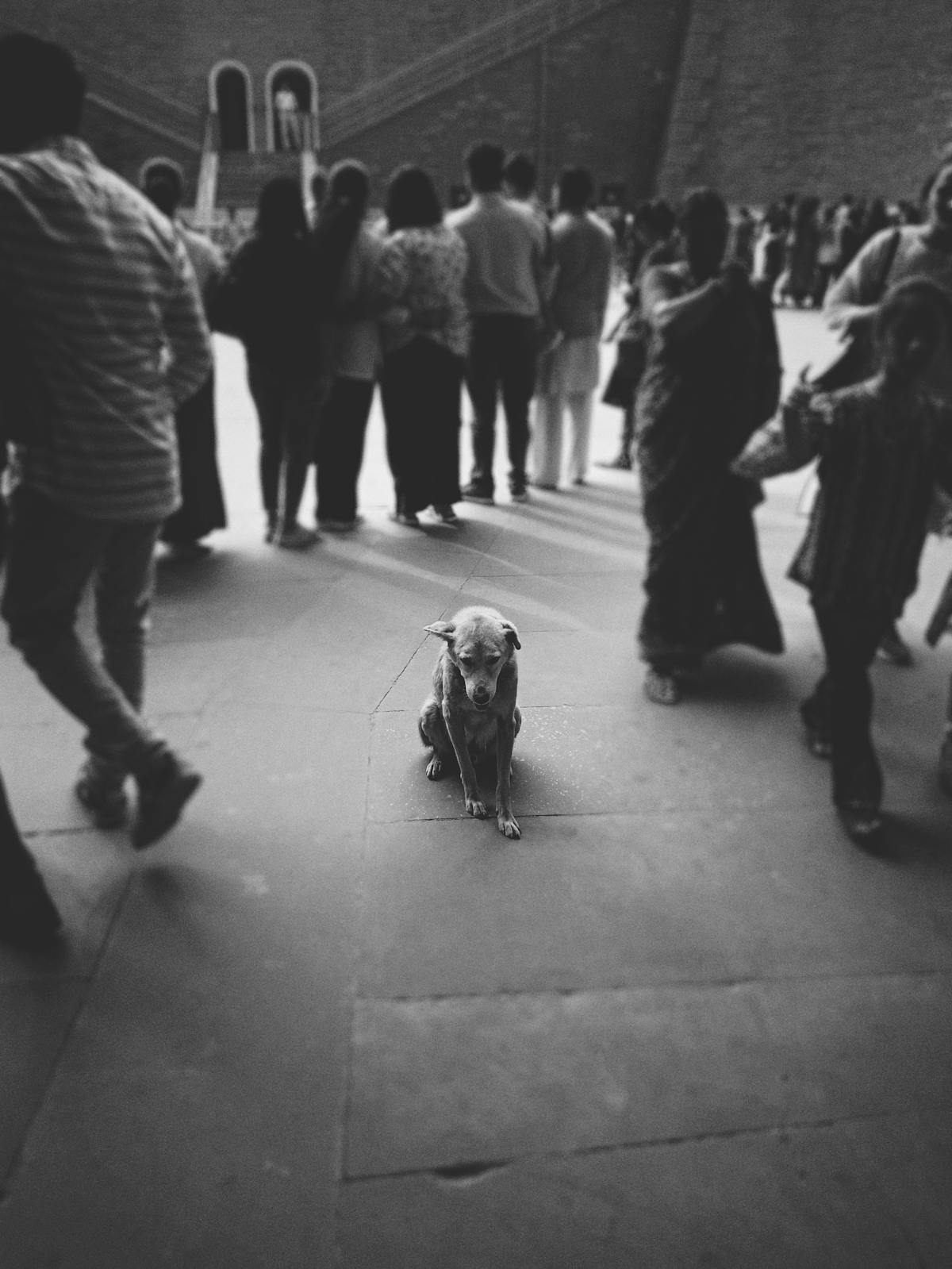 Sad Dog Photos, Download The BEST Free Sad Dog Stock Photos & HD Images