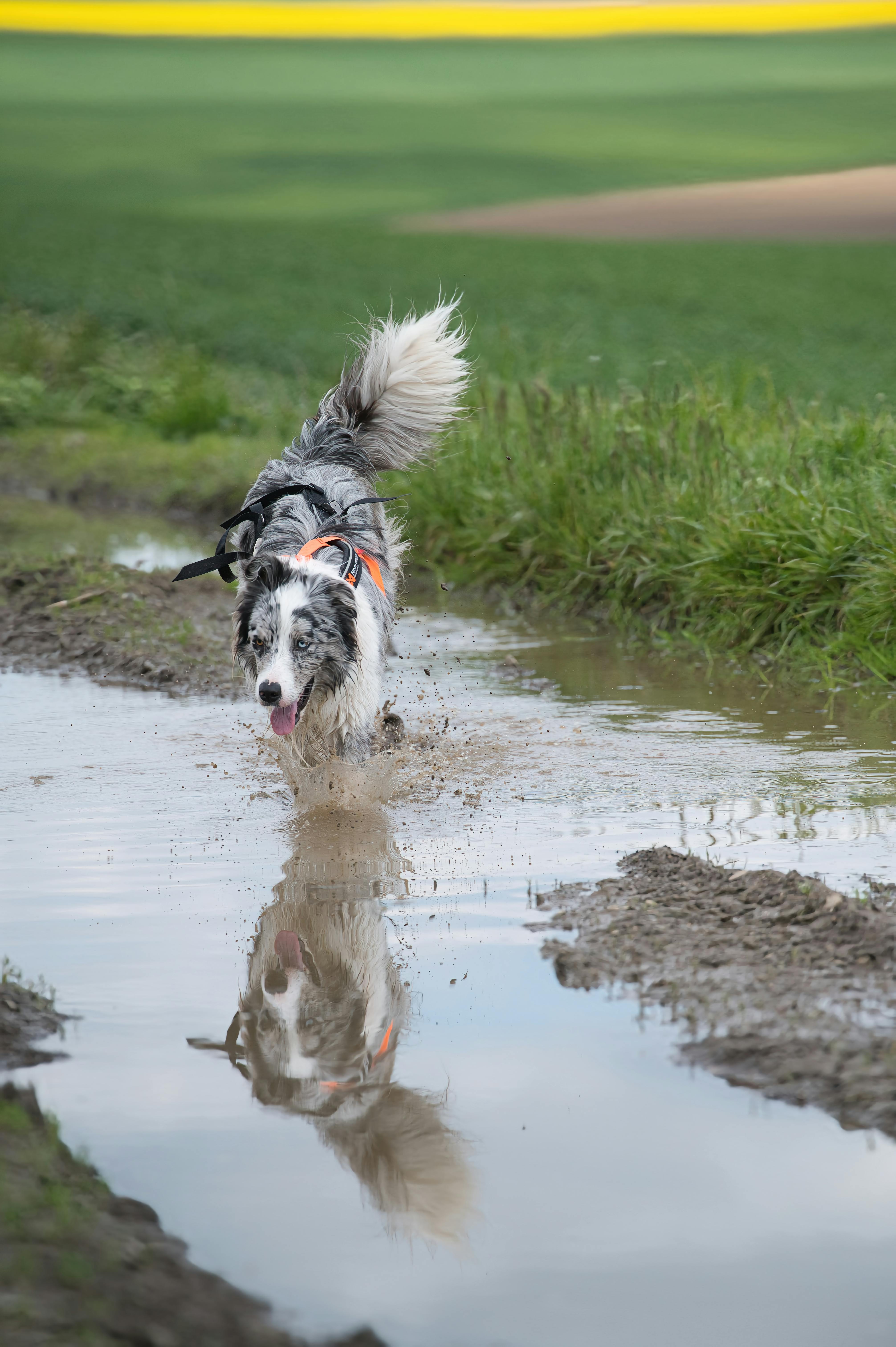 Dog Rolling In Mud Puddle Photos, Download The BEST Free Dog Rolling In ...