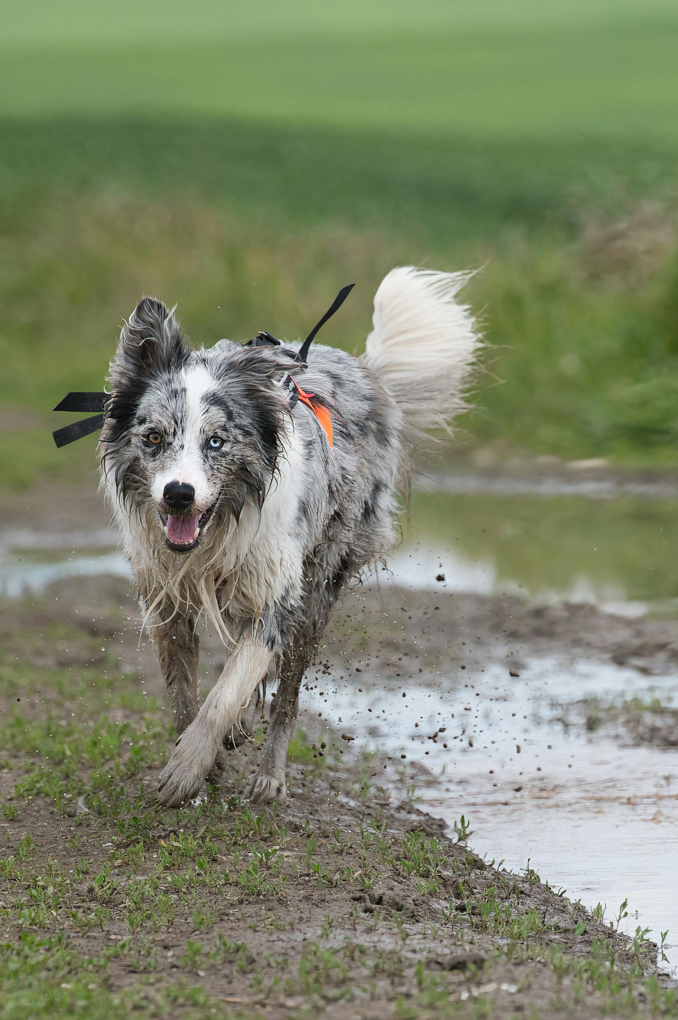 Animated Dogs Photos, Download The BEST Free Animated Dogs Stock Photos ...