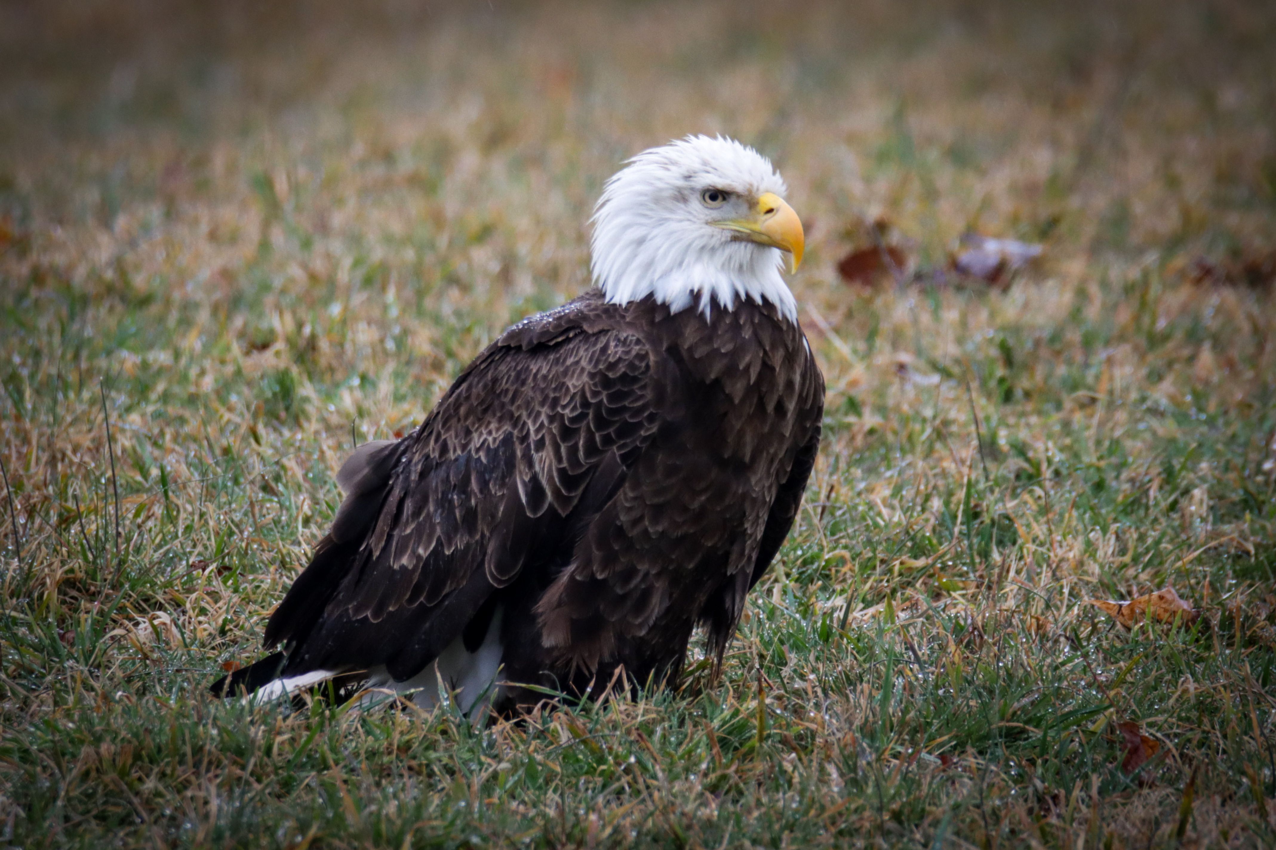 Majestic Bald Eagle in West Virginia Grassland · Free Stock Photo