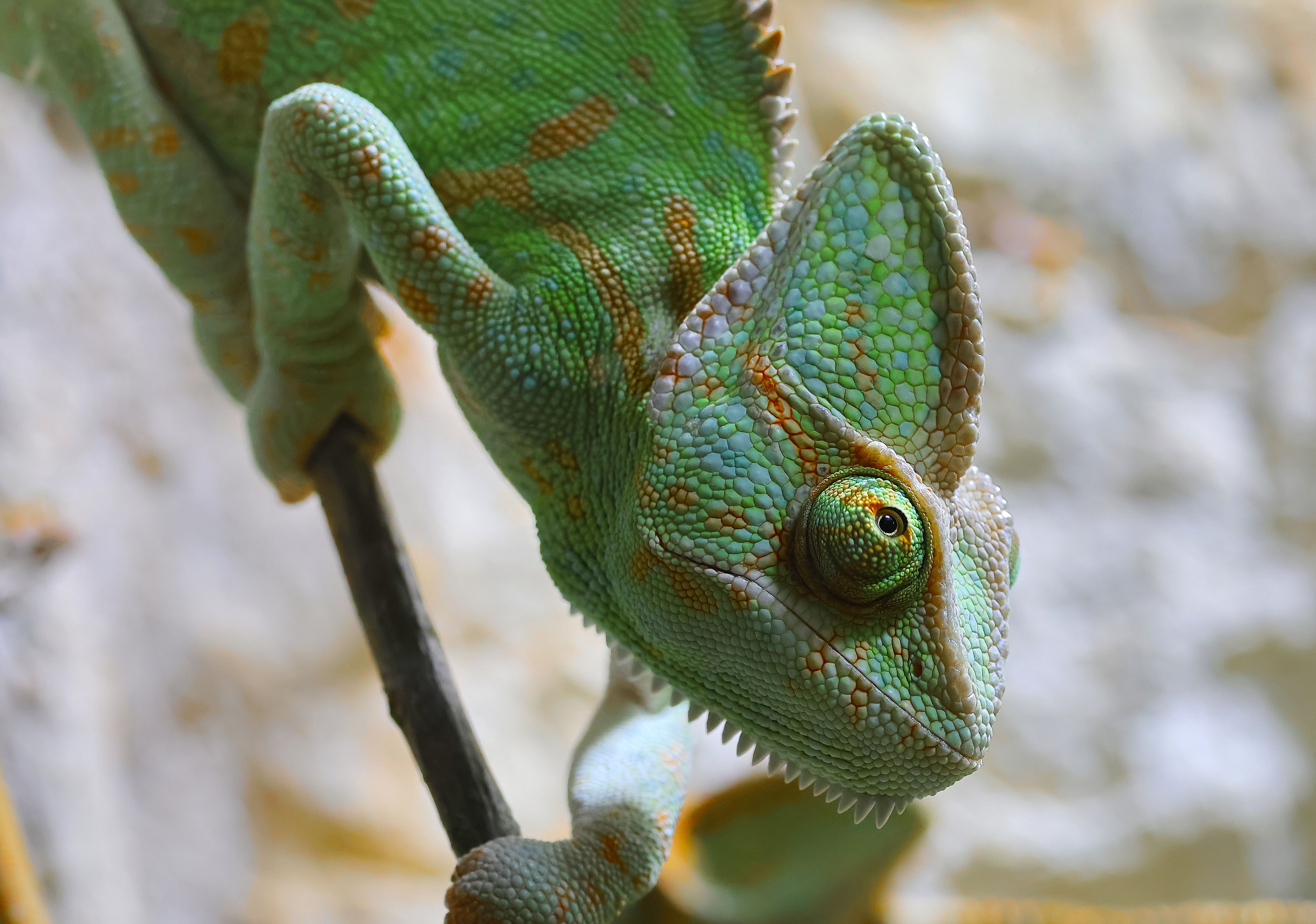 Vibrant Chameleon in Natural Habitat Close-up · Free Stock Photo