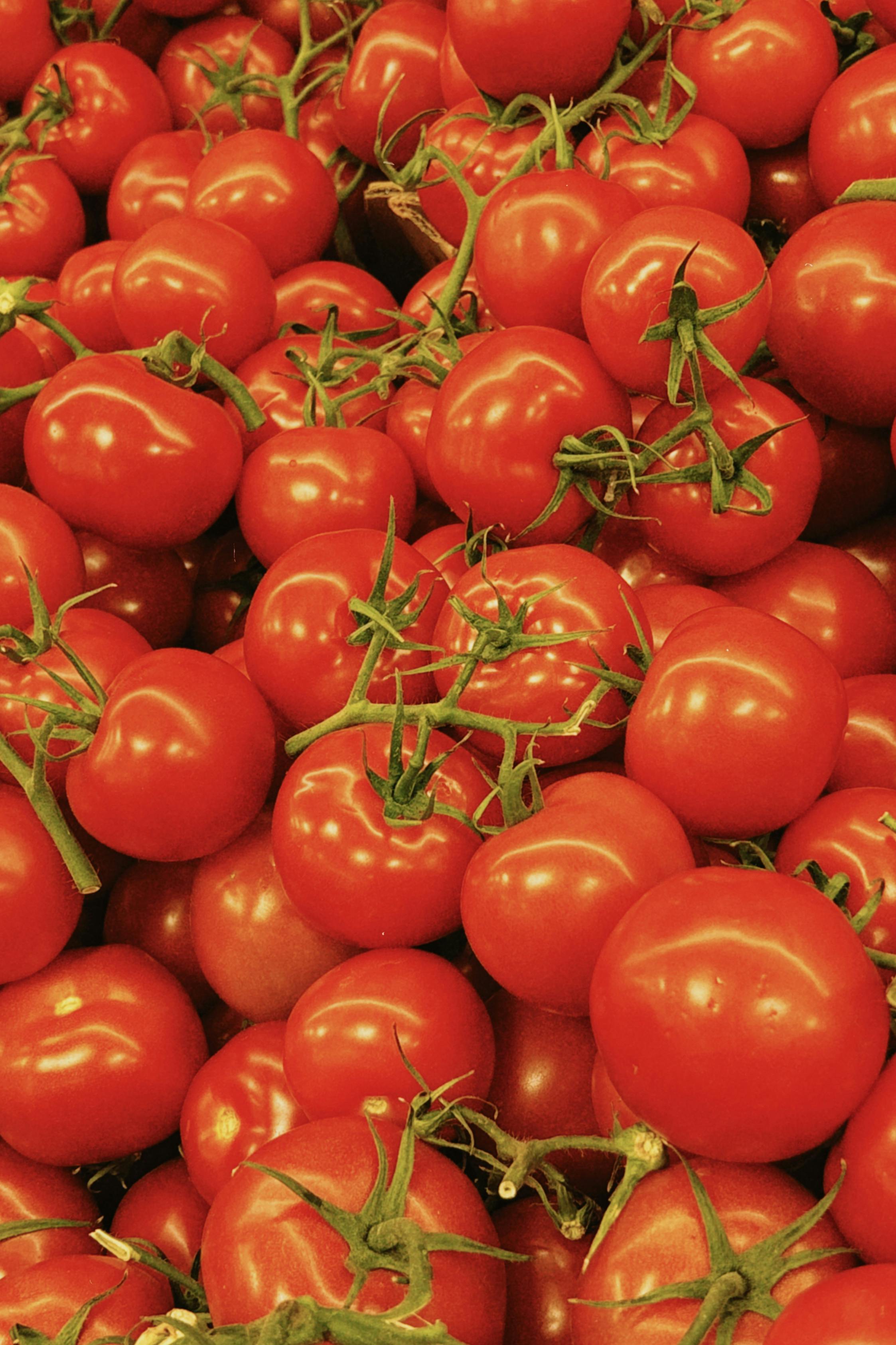 Close-Up of Fresh Ripe Red Tomatoes on Vine · Free Stock Photo