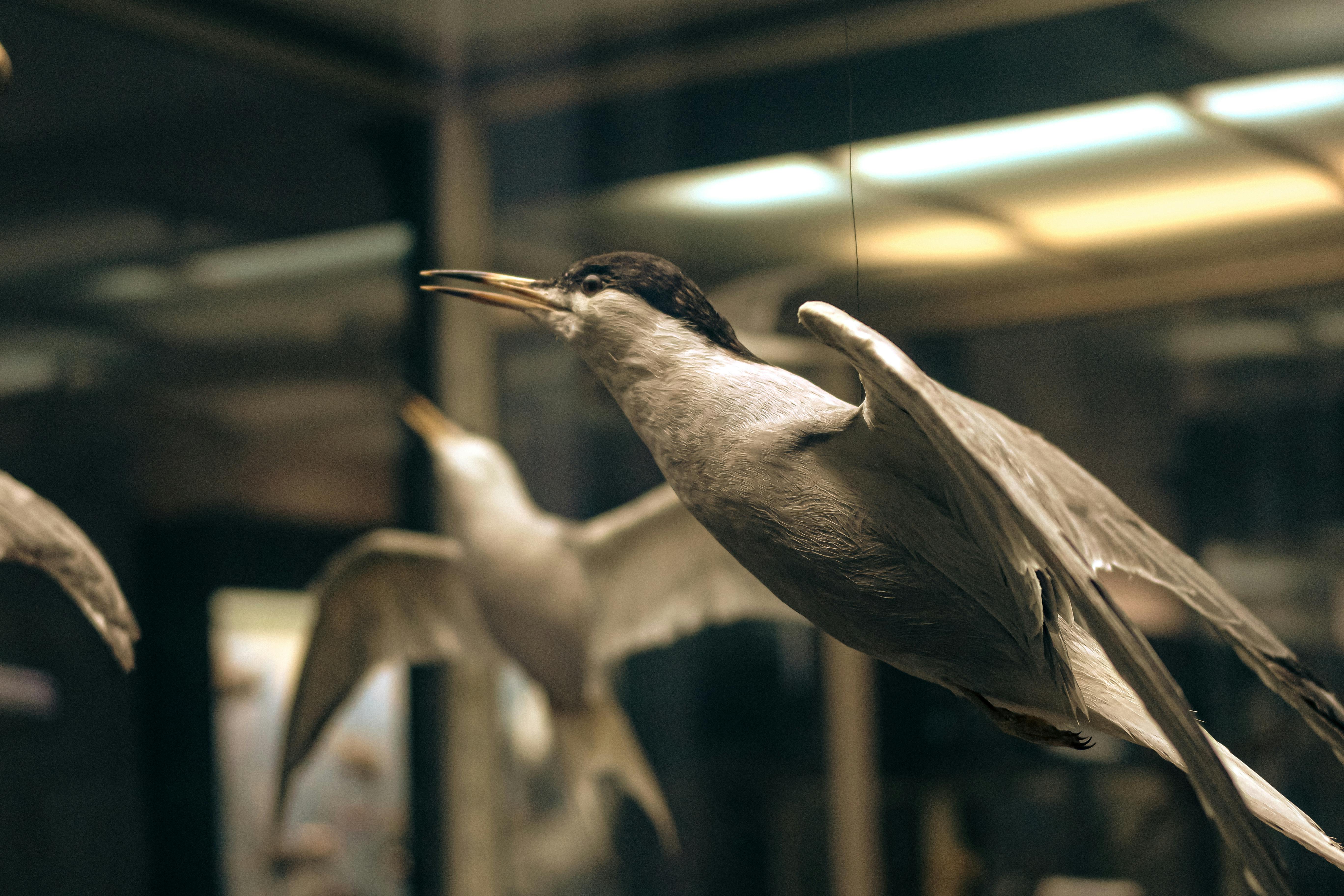 Aviary Art Photos, Download The BEST Free Aviary Art Stock Photos & HD ...