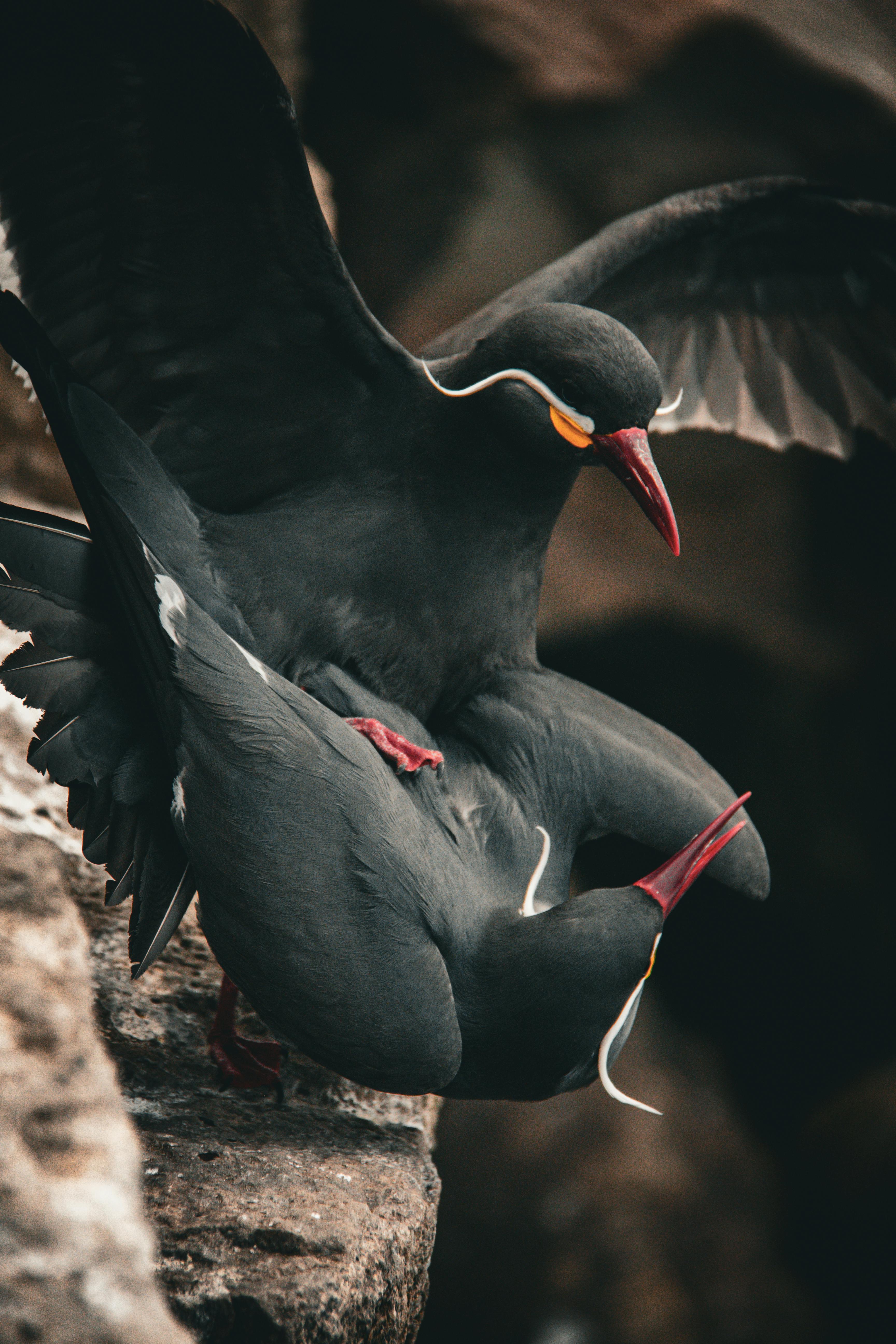 Inca Terns Resting on Rocky Cliff Edge · Free Stock Photo
