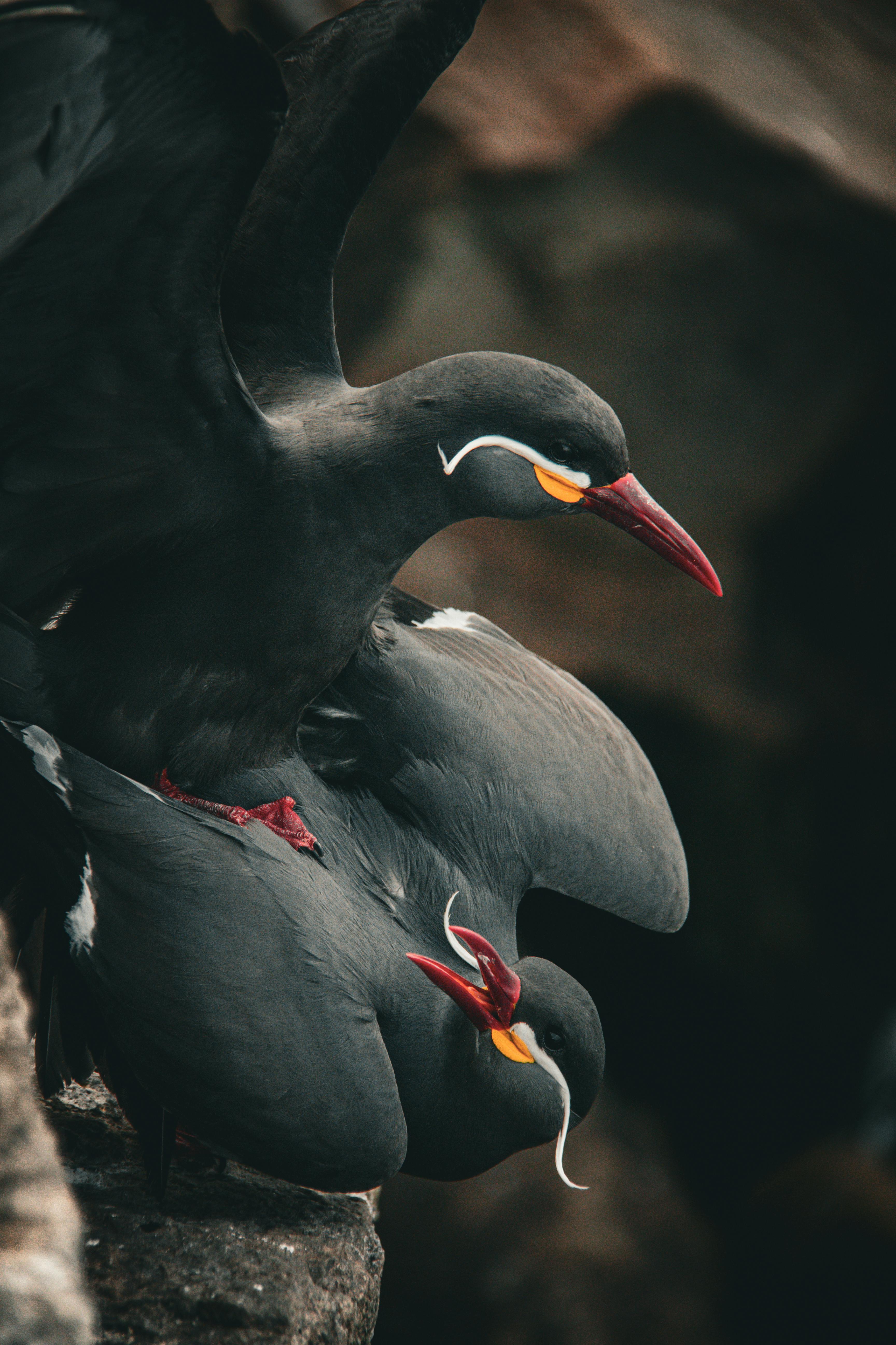 Inca Terns Displaying Vibrant Plumage on Rocky Cliff · Free Stock Photo