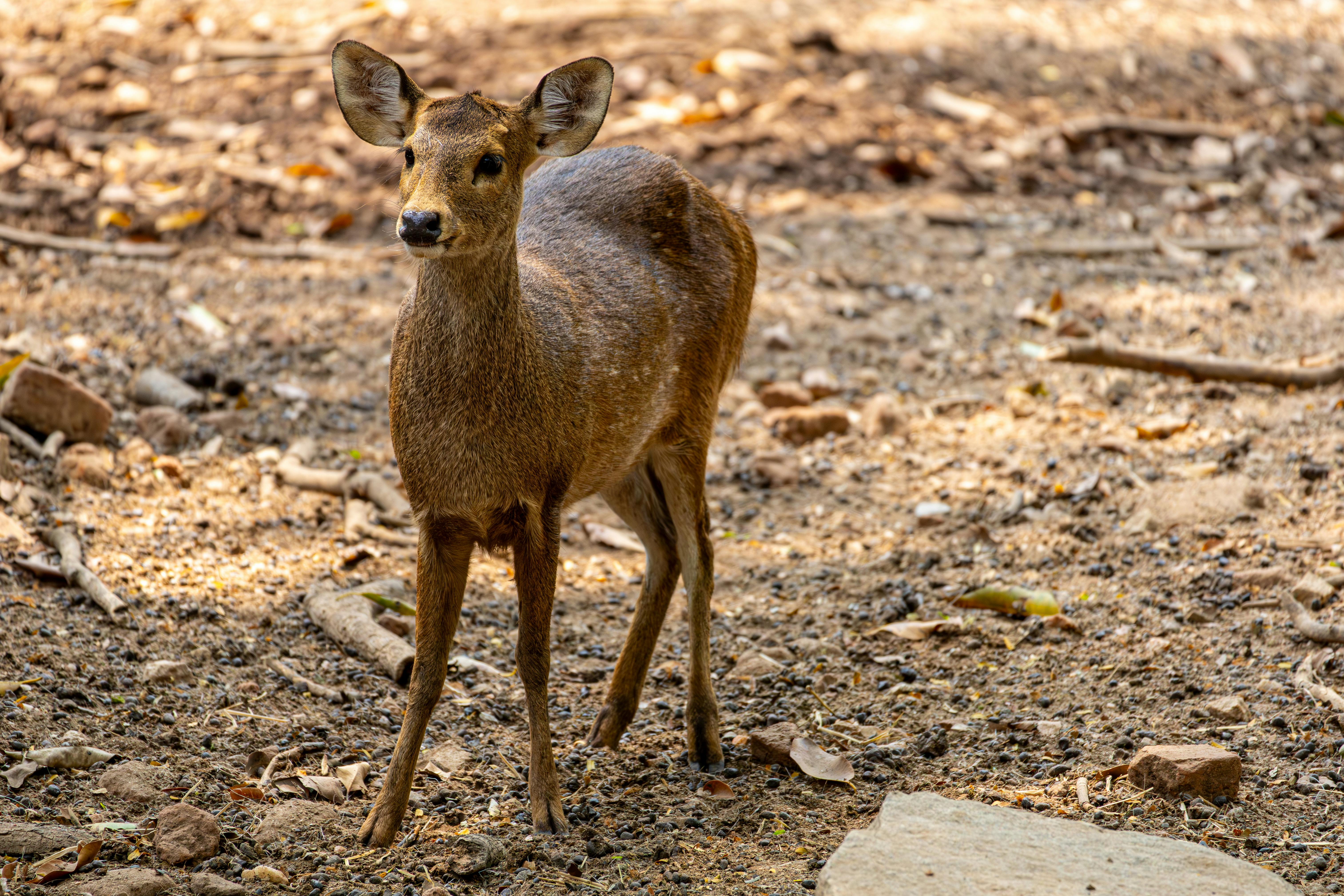 Pudu Deer Photos, Download The BEST Free Pudu Deer Stock Photos & HD Images