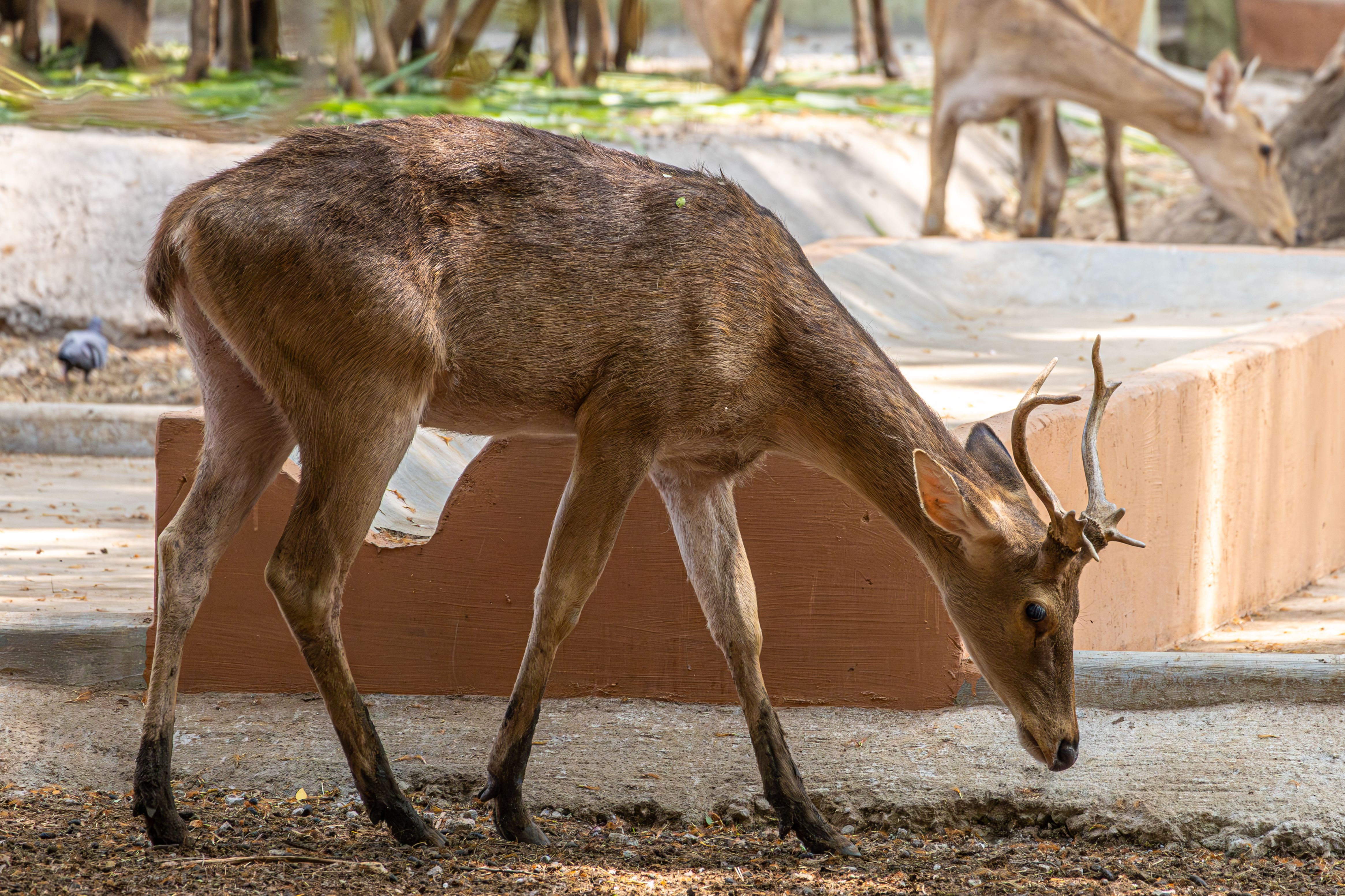 Young Deer Grazing at Zoo Enclosure · Free Stock Photo