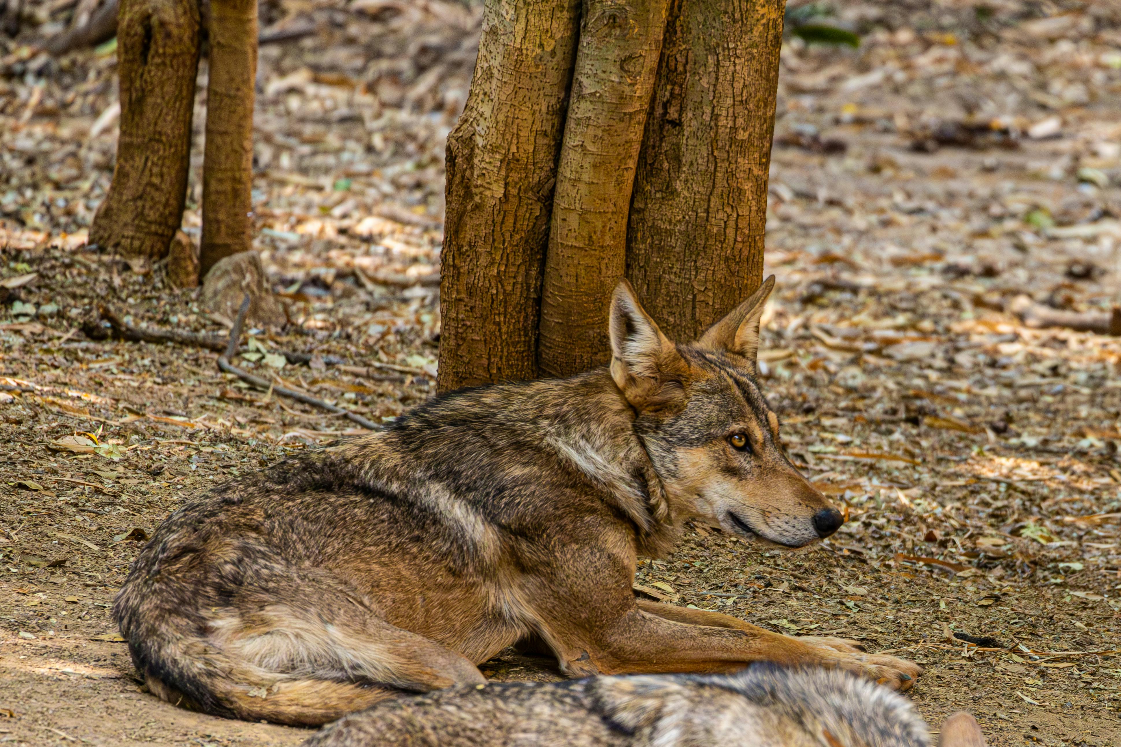 Sigma Wolf Photos, Download The BEST Free Sigma Wolf Stock Photos & HD ...