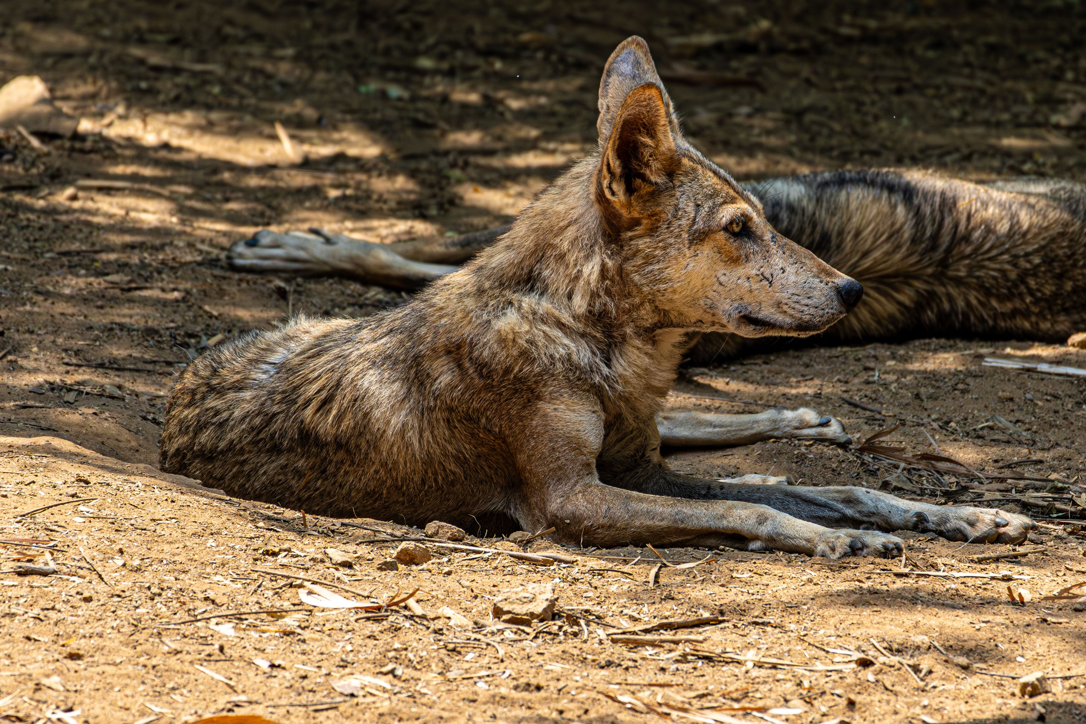 Resting Jackal in Natural Habitat · Free Stock Photo