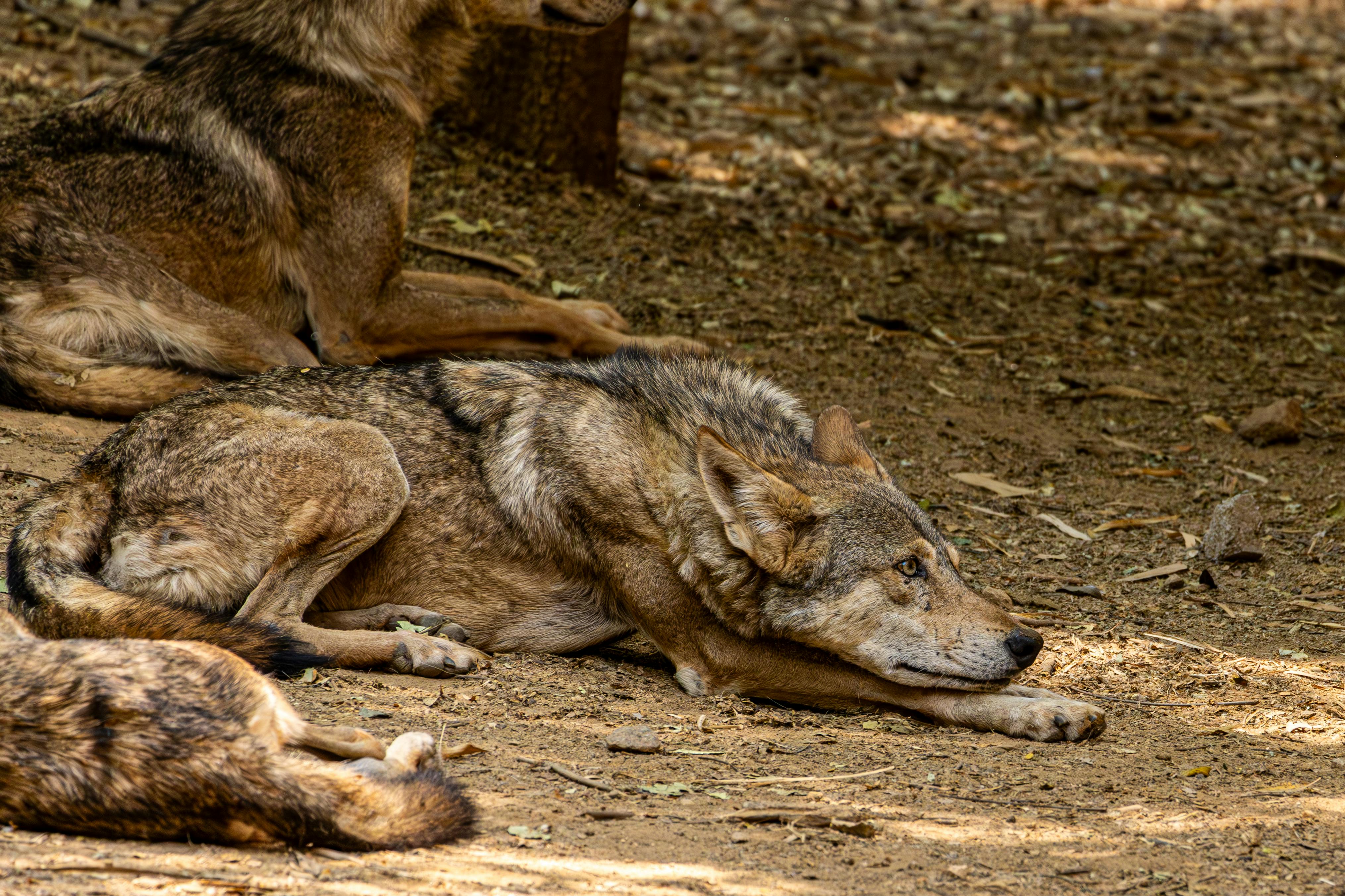 Resting Wolves in Natural Habitat Outdoors · Free Stock Photo