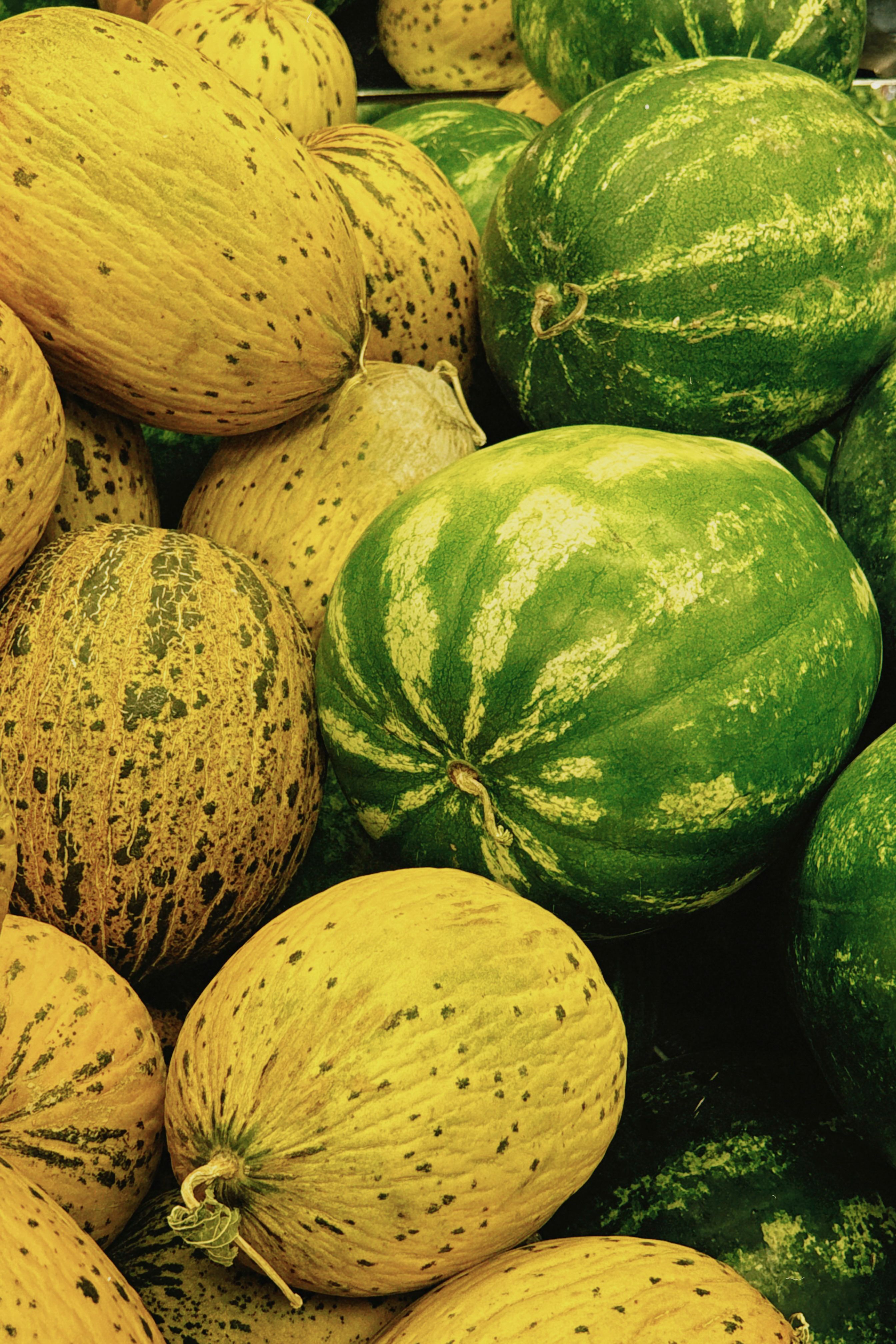 Melons Woman Photos, Download The BEST Free Melons Woman Stock Photos ...