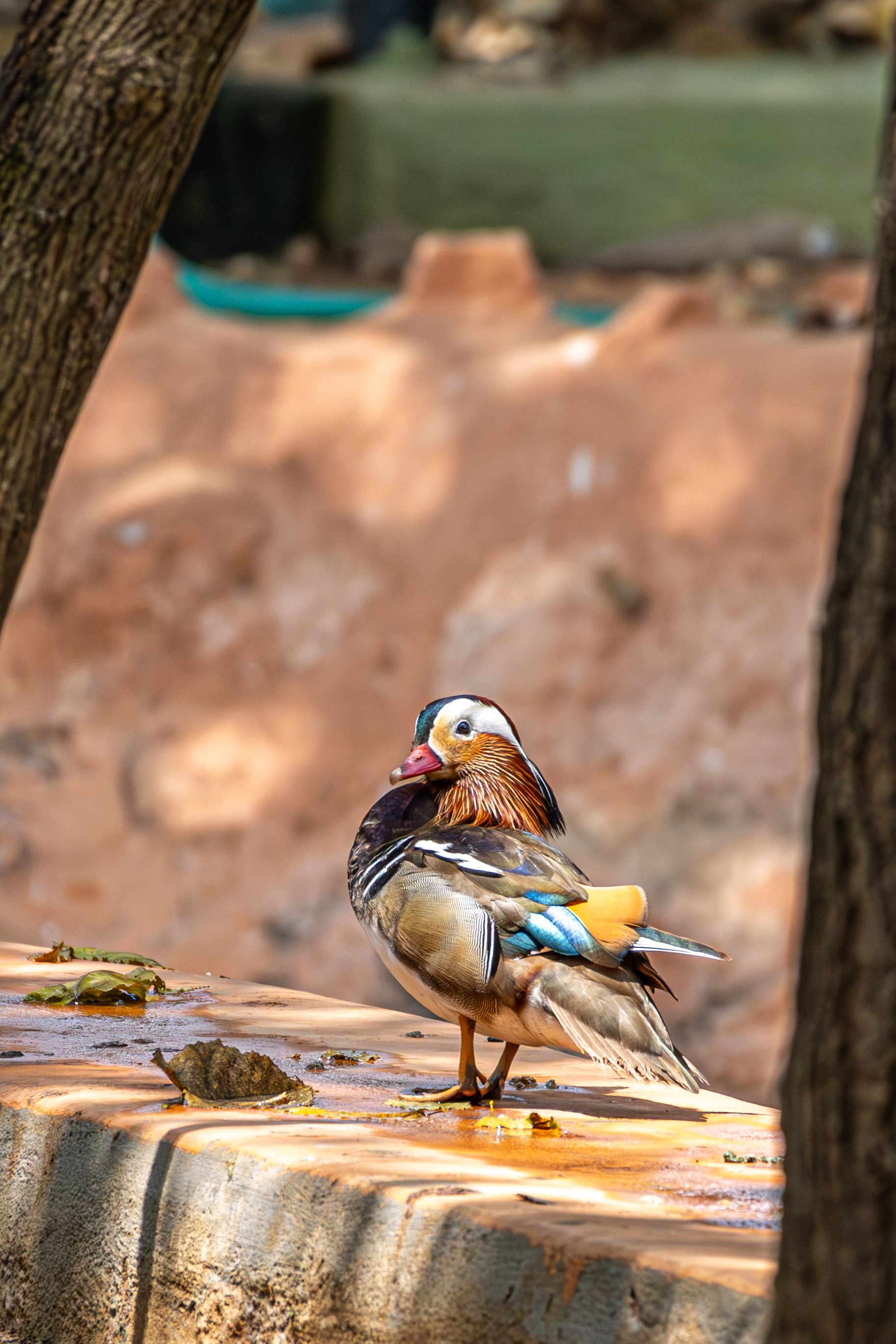 Vibrant Mandarin Duck in Natural Habitat · Free Stock Photo