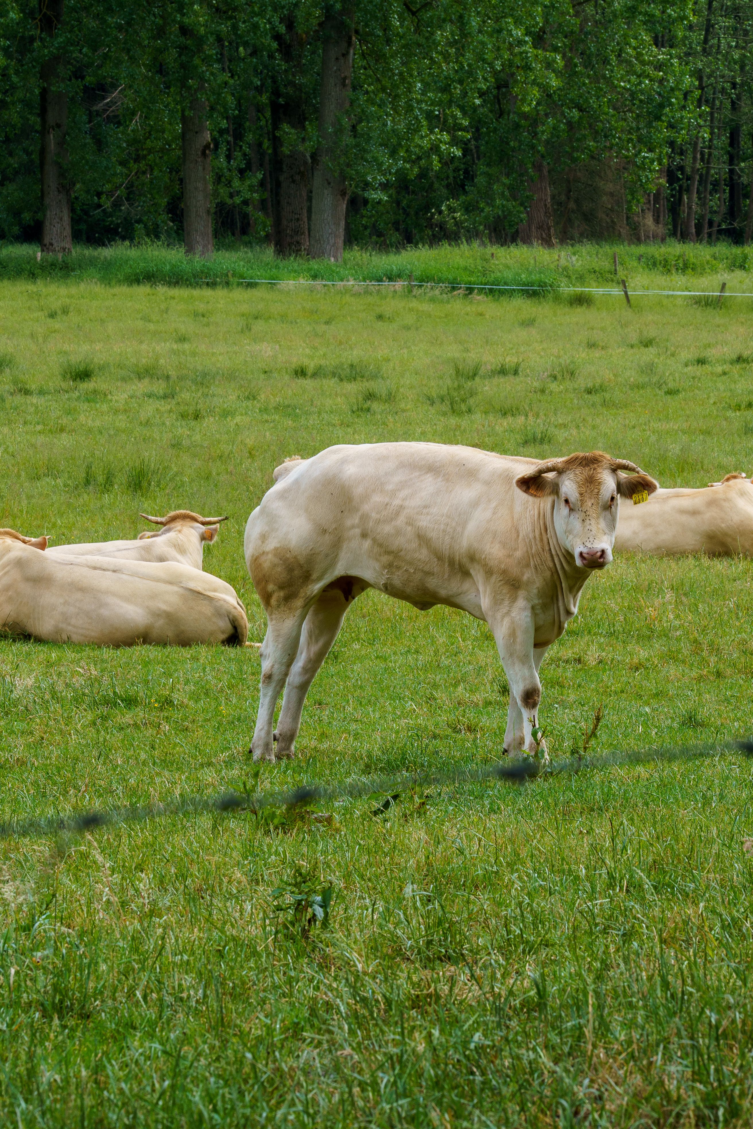 Charolais Cows Grazing in a Belgian Field · Free Stock Photo