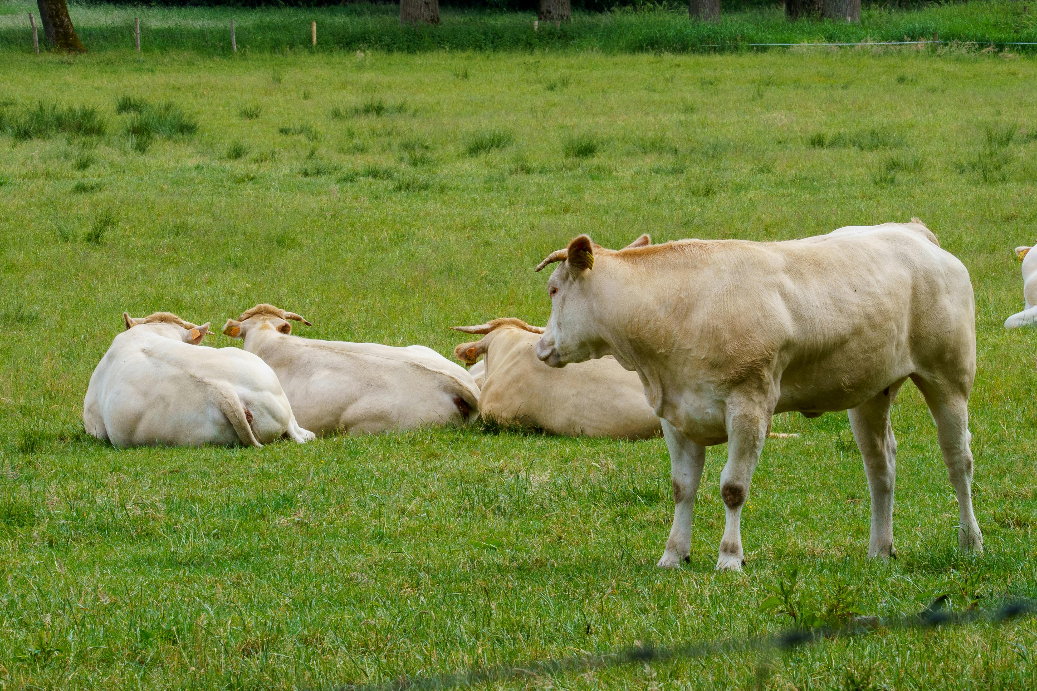 Ganado Pastando En Una Pradera Belga · Foto de stock gratuita