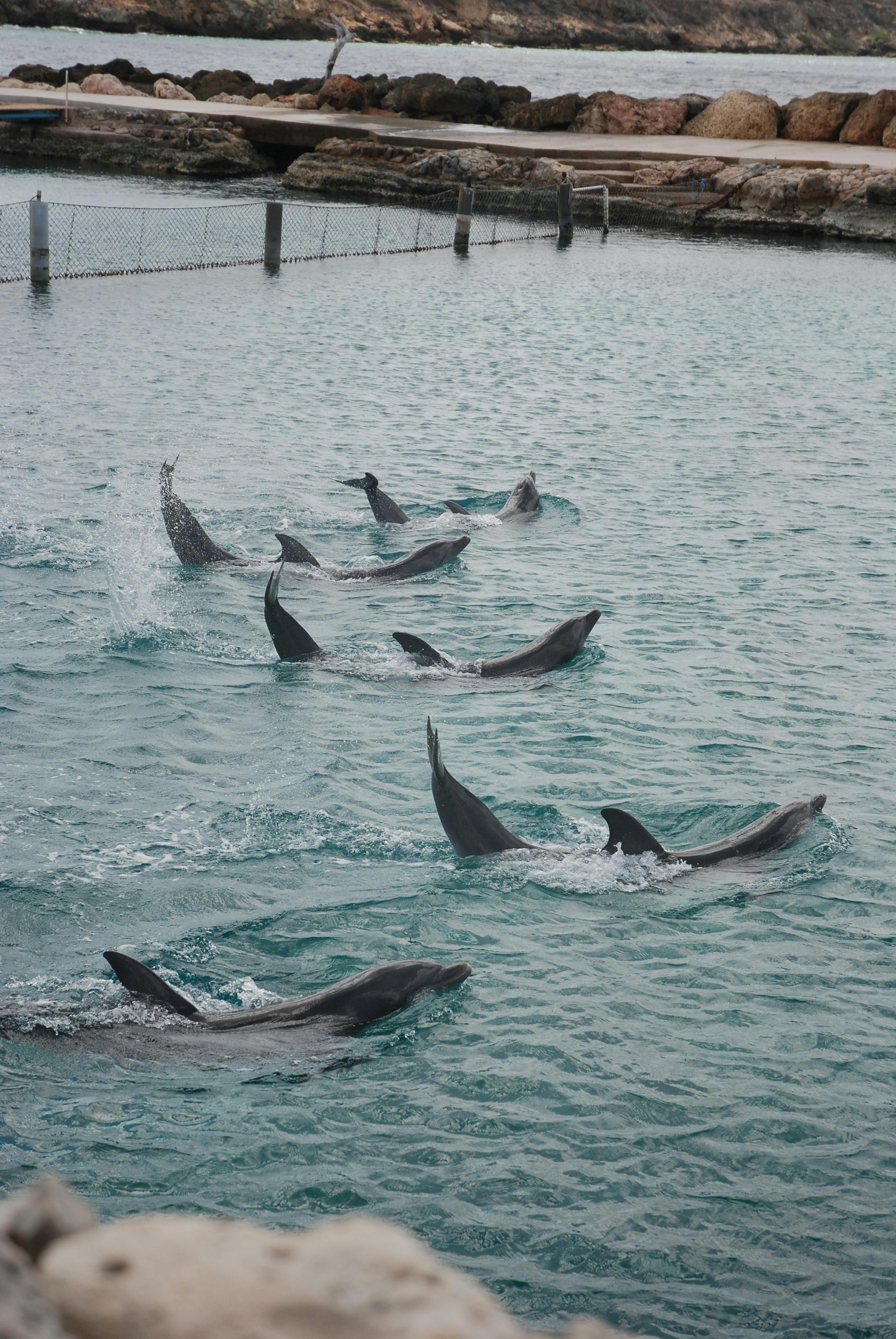 Dynamic Animals Photos, Download The BEST Free Dynamic Animals Stock ...