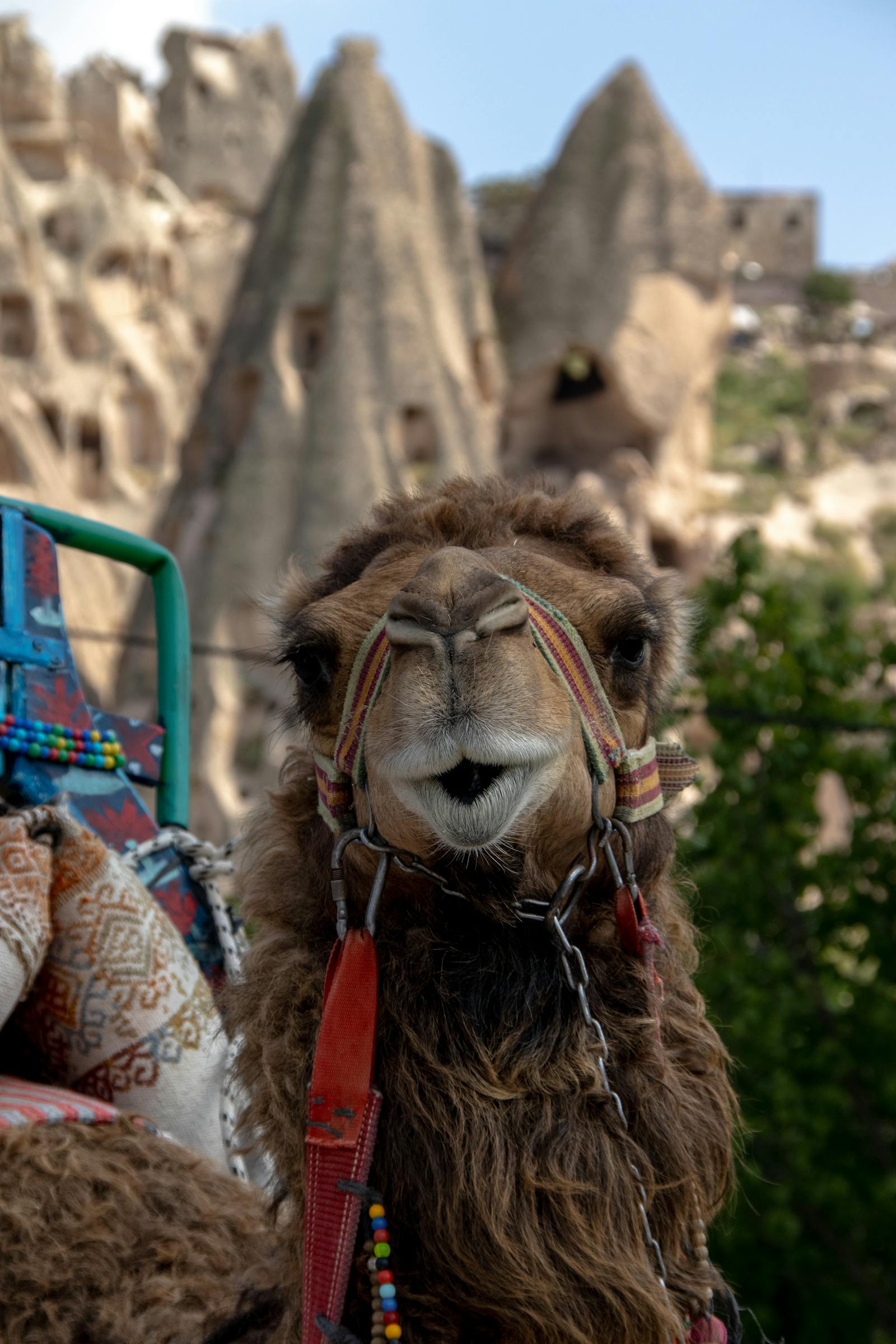 Marcia+Brady+Camel+Toe+Pic Photos, Download The BEST Free Marcia+Brady ...