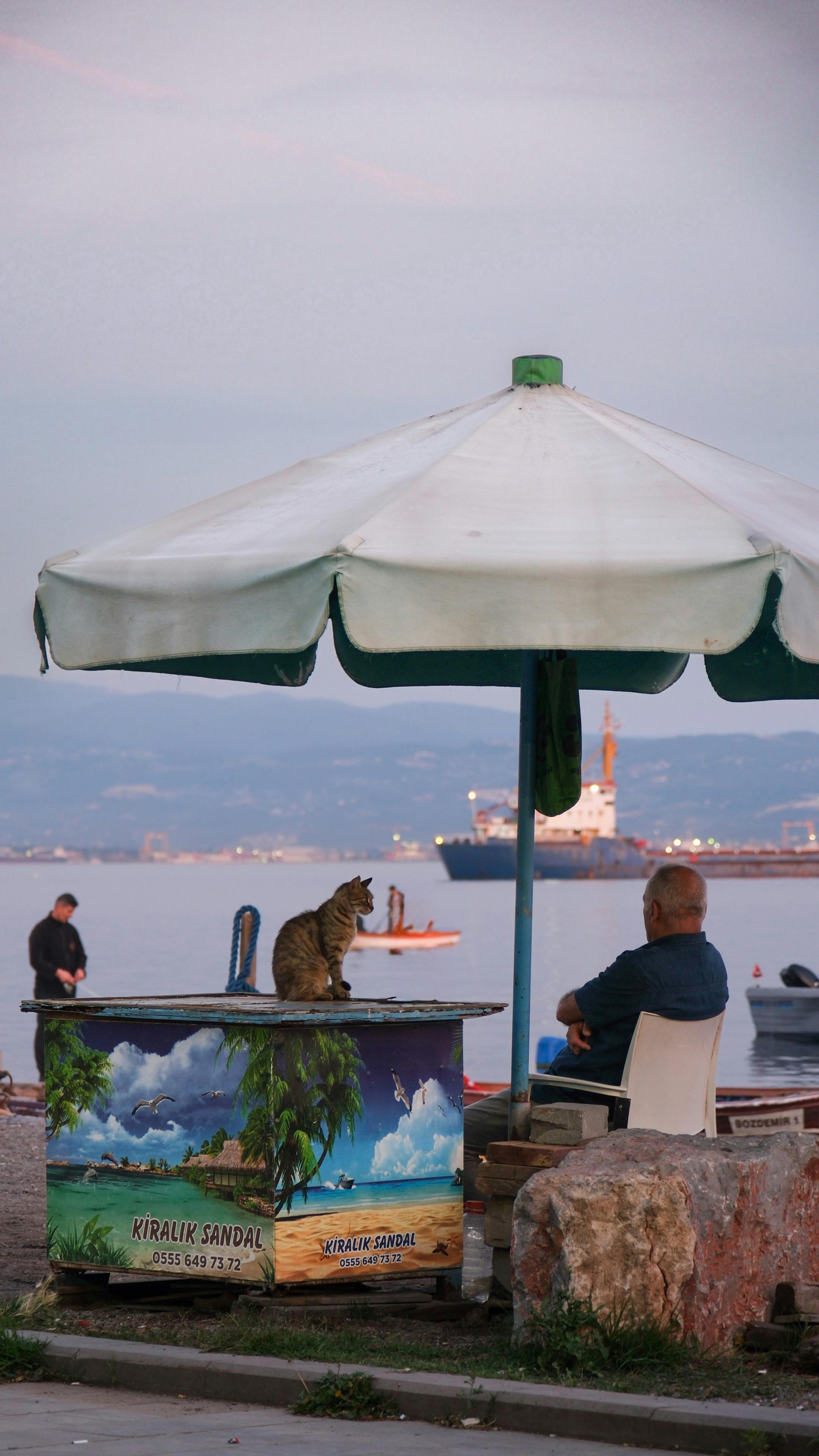 Coastal Evening in Kocaeli with Cat and Sea View · Free Stock Photo