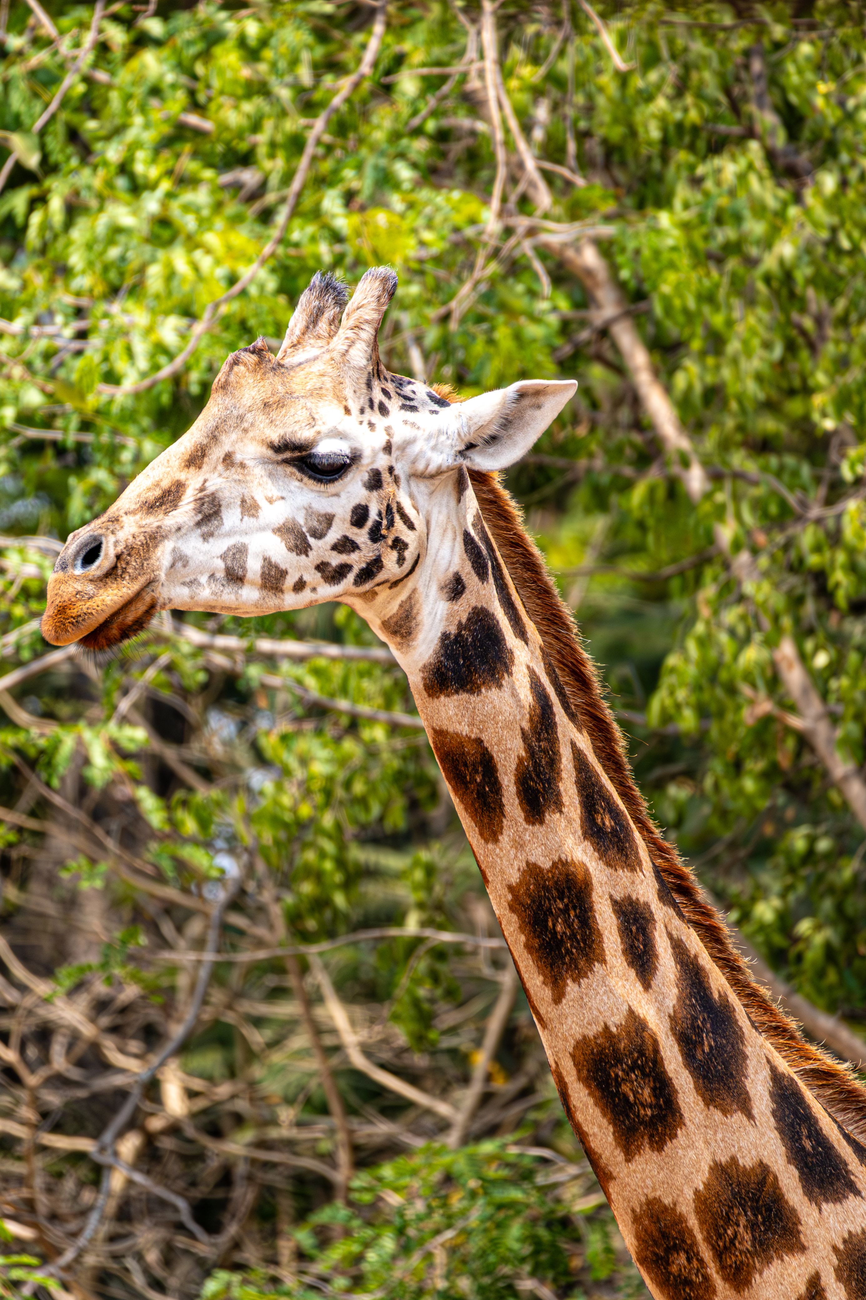 Photo of of Baby Giraffe Walking · Free Stock Photo