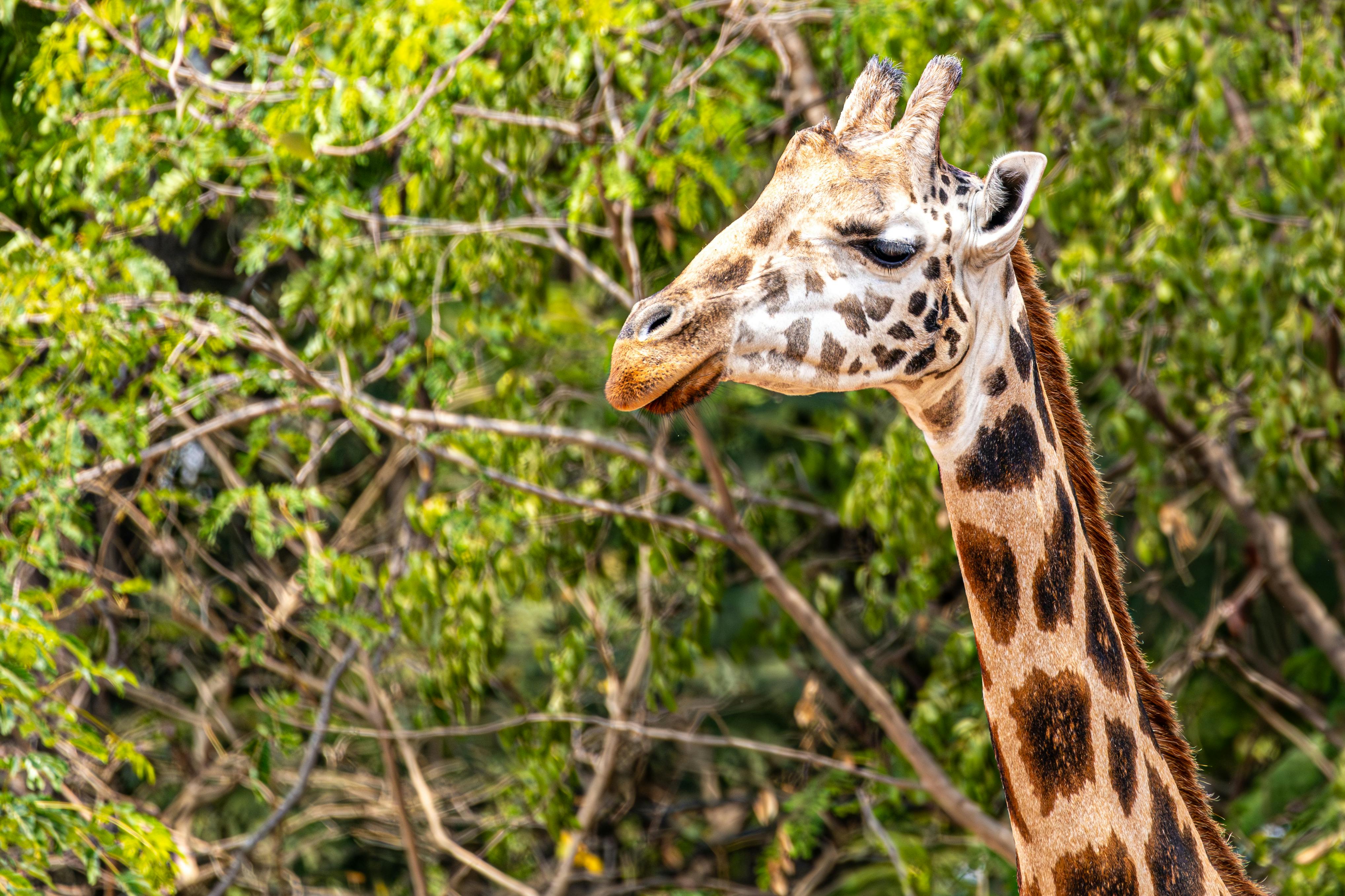 Donald Trump Head Photos, Download The BEST Free Donald Trump Head ...