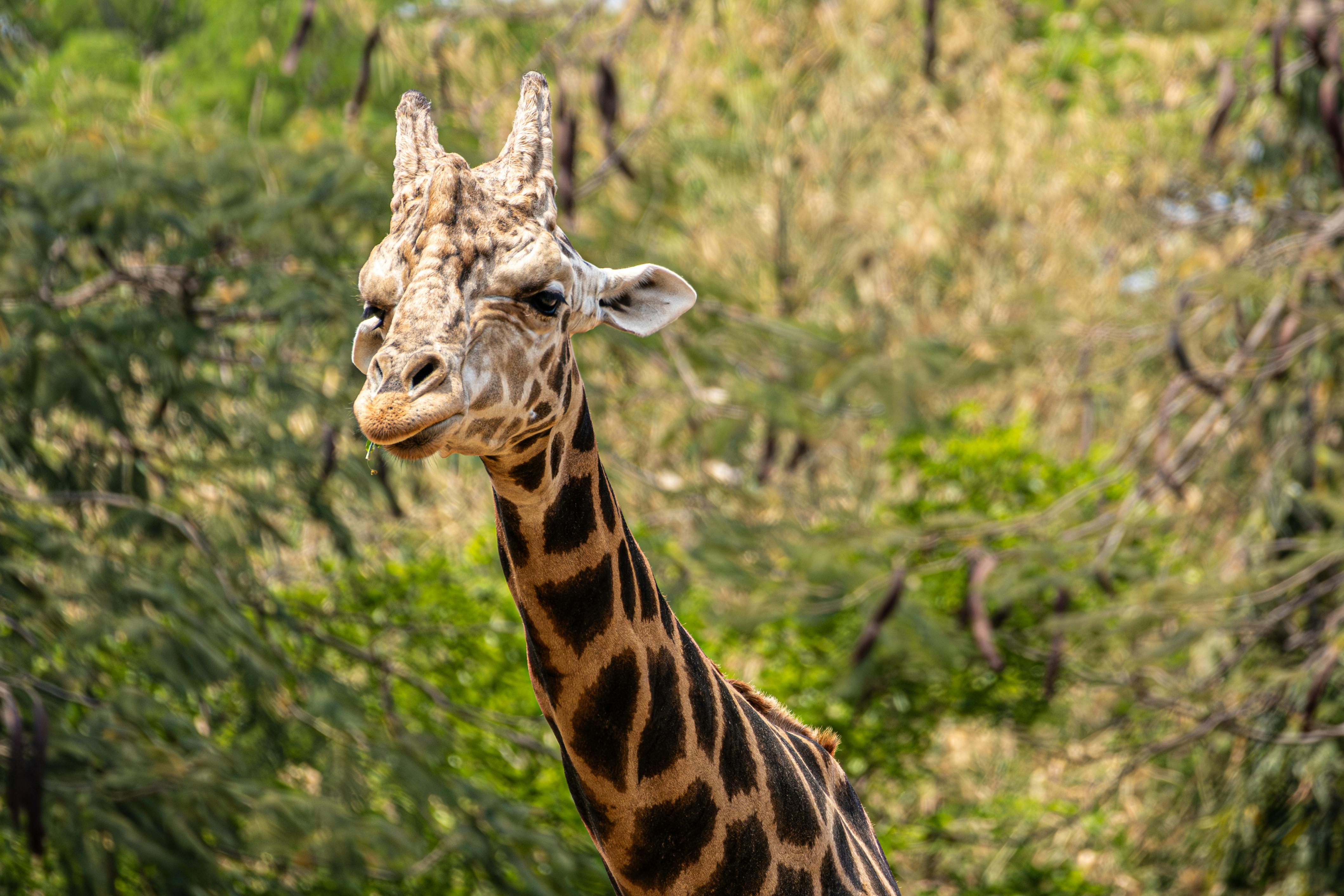 Donald Trump Head Photos, Download The BEST Free Donald Trump Head ...