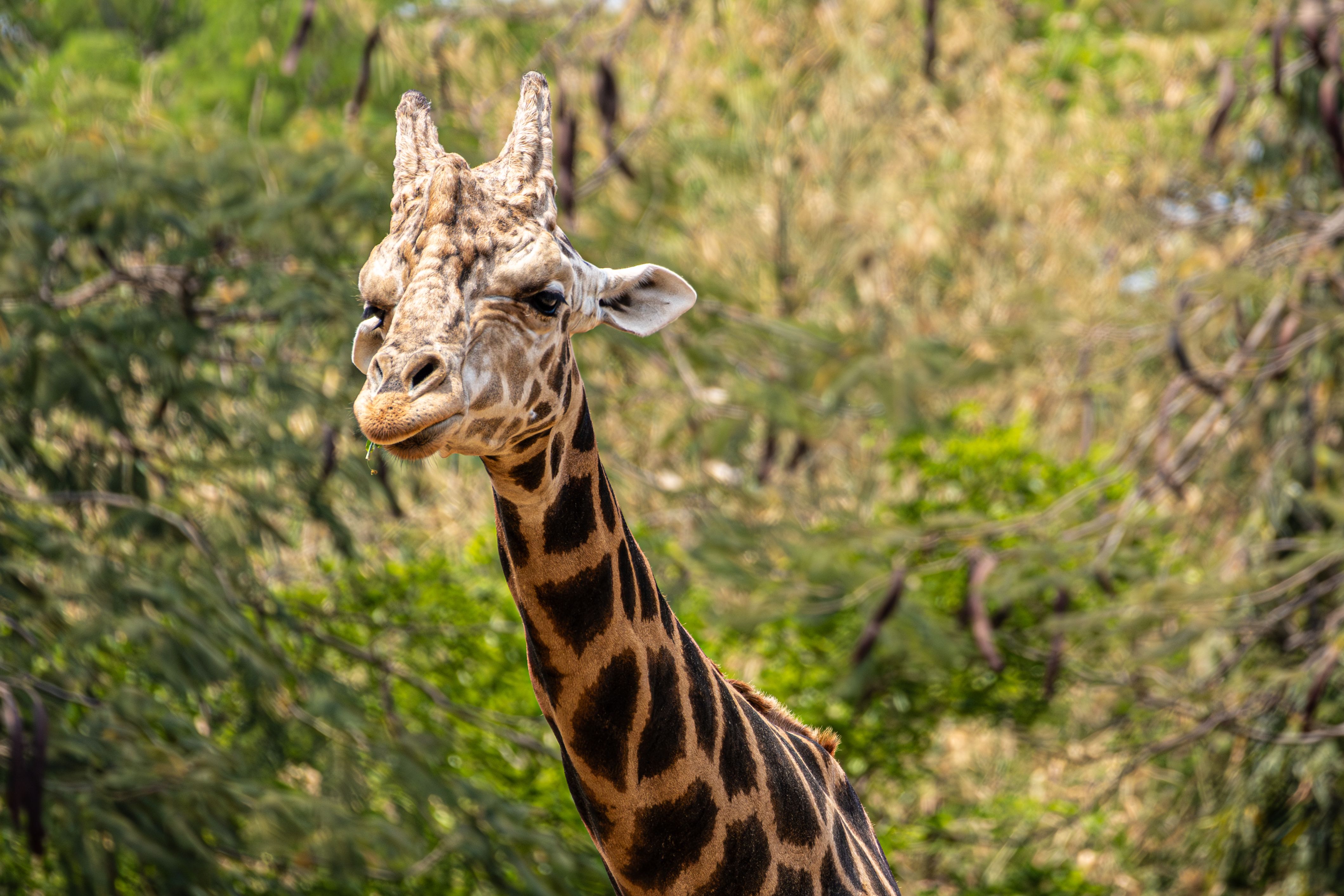 Close-up of a Giraffe in Natural Habitat · Free Stock Photo