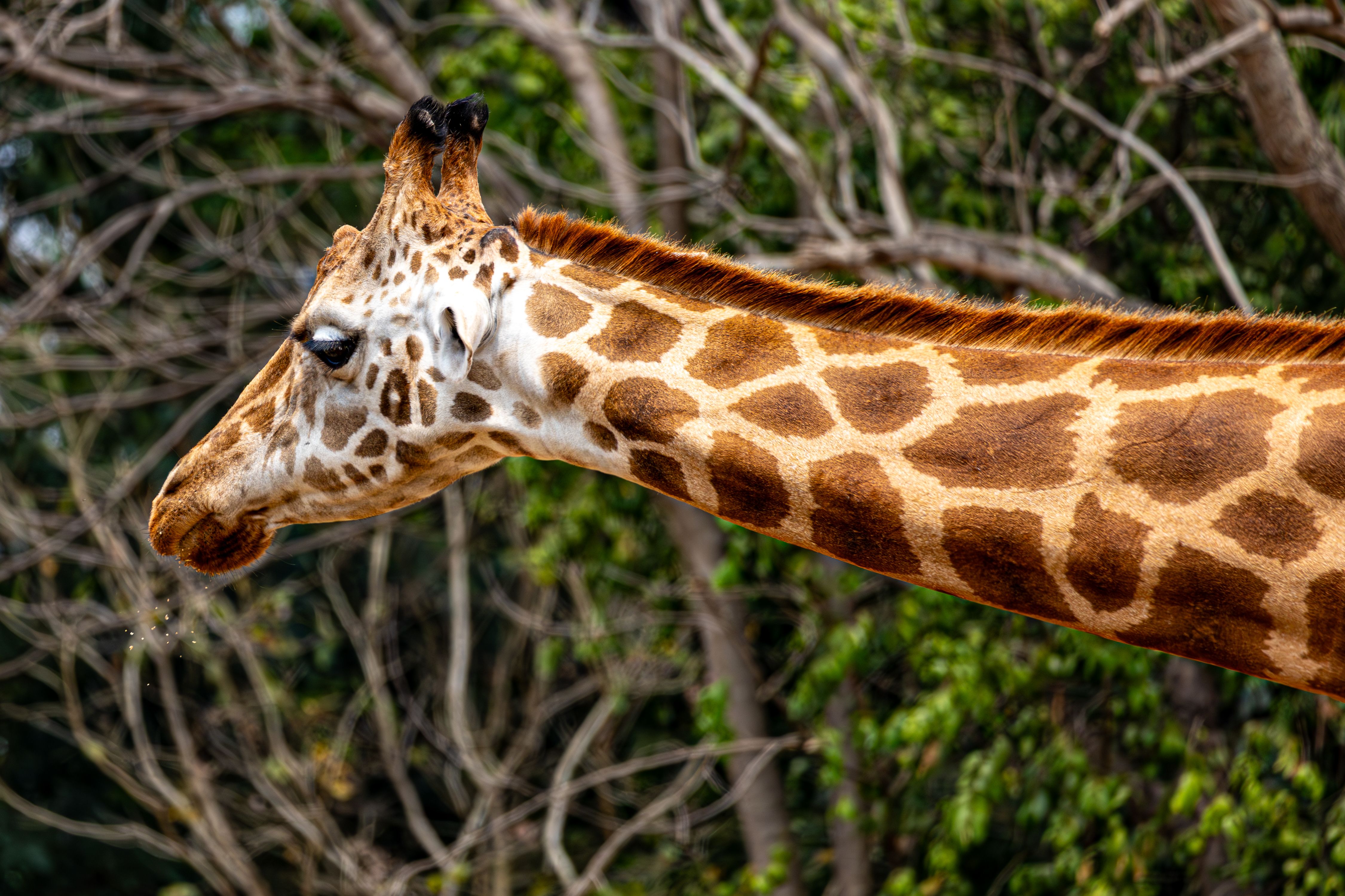 Close-Up of a Giraffe in Natural Habitat · Free Stock Photo