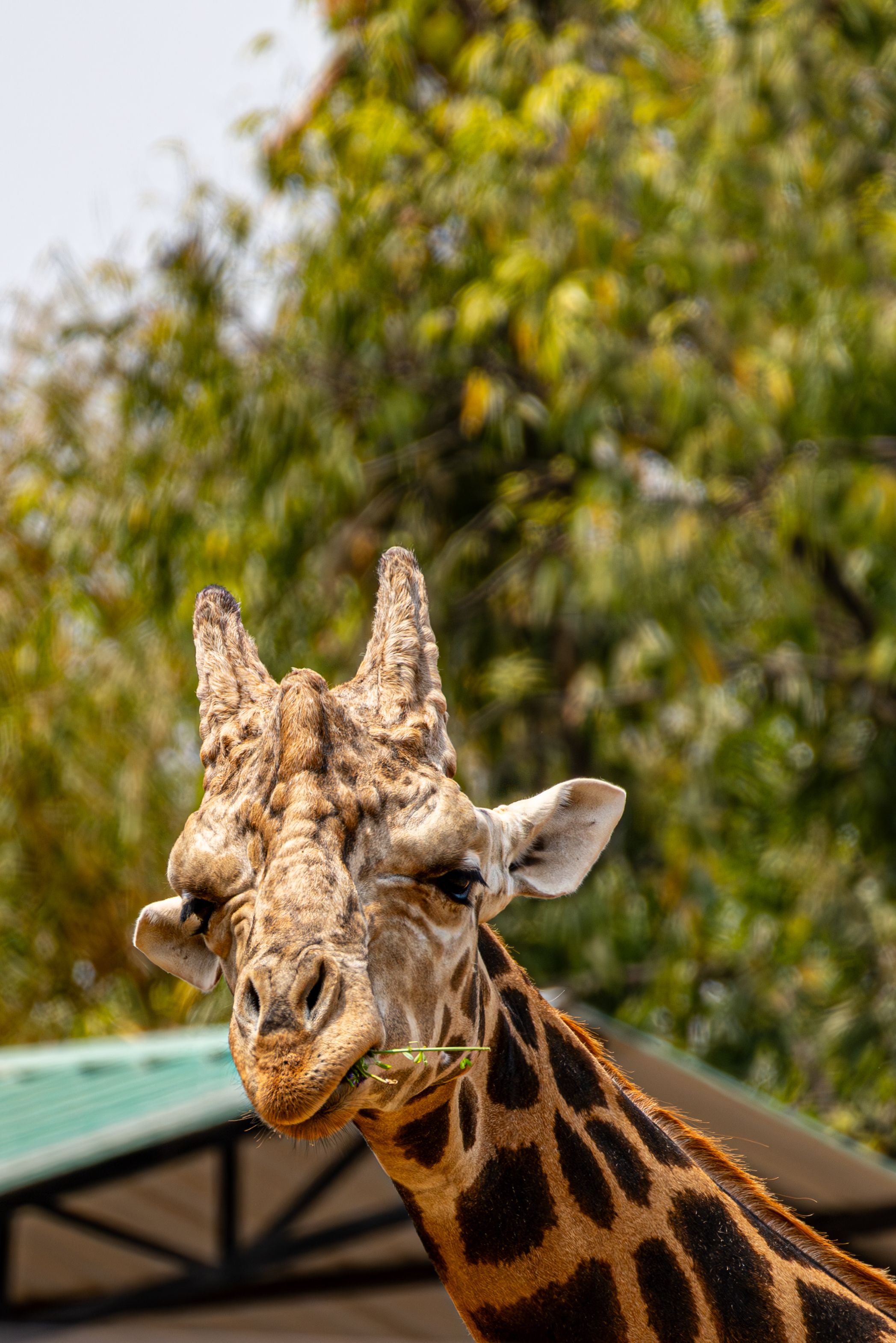 A Close-up Shot of a Giraffe Eating Carrot · Free Stock Photo