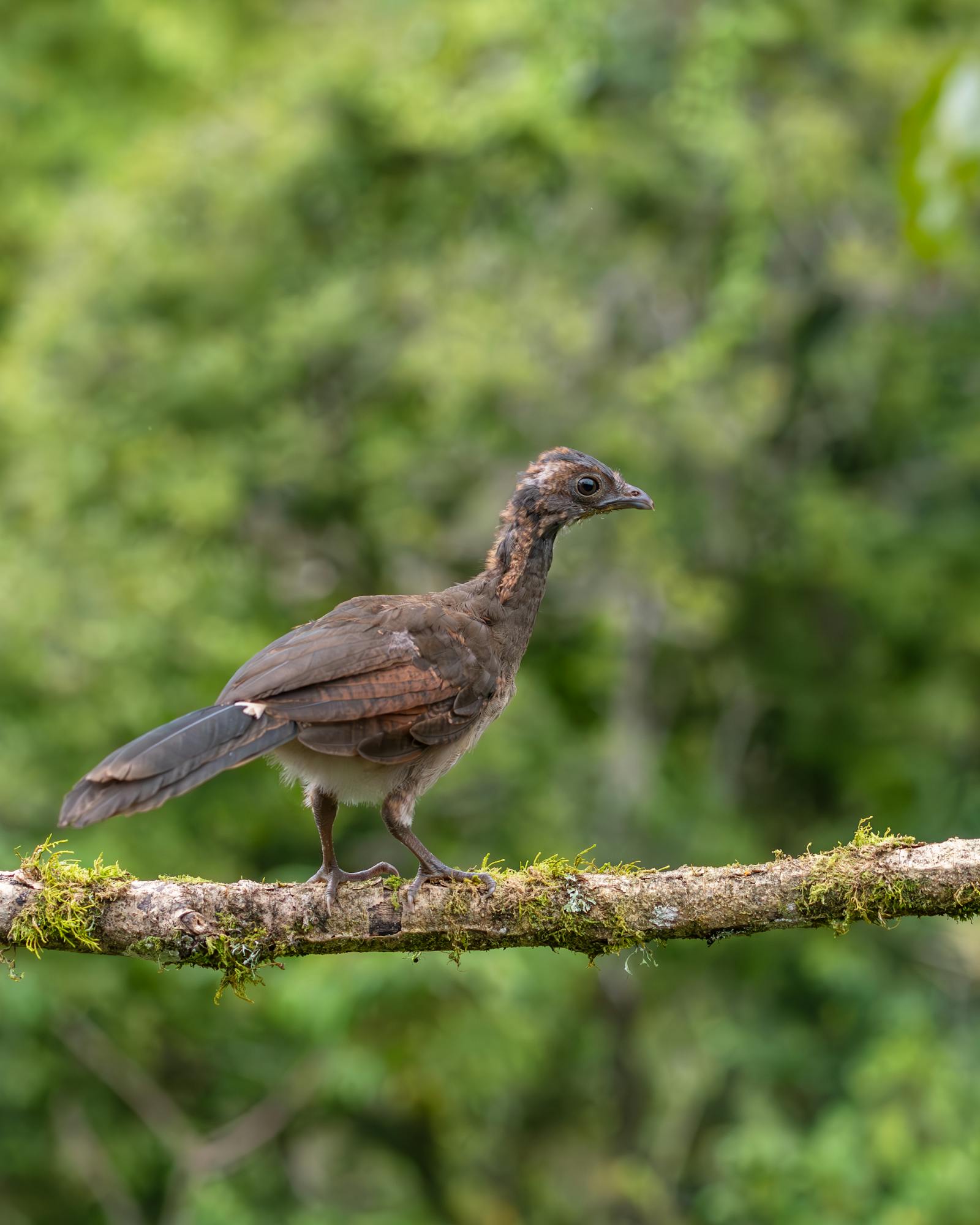 Costa Rica Photos, Download The BEST Free Costa Rica Stock Photos & HD ...