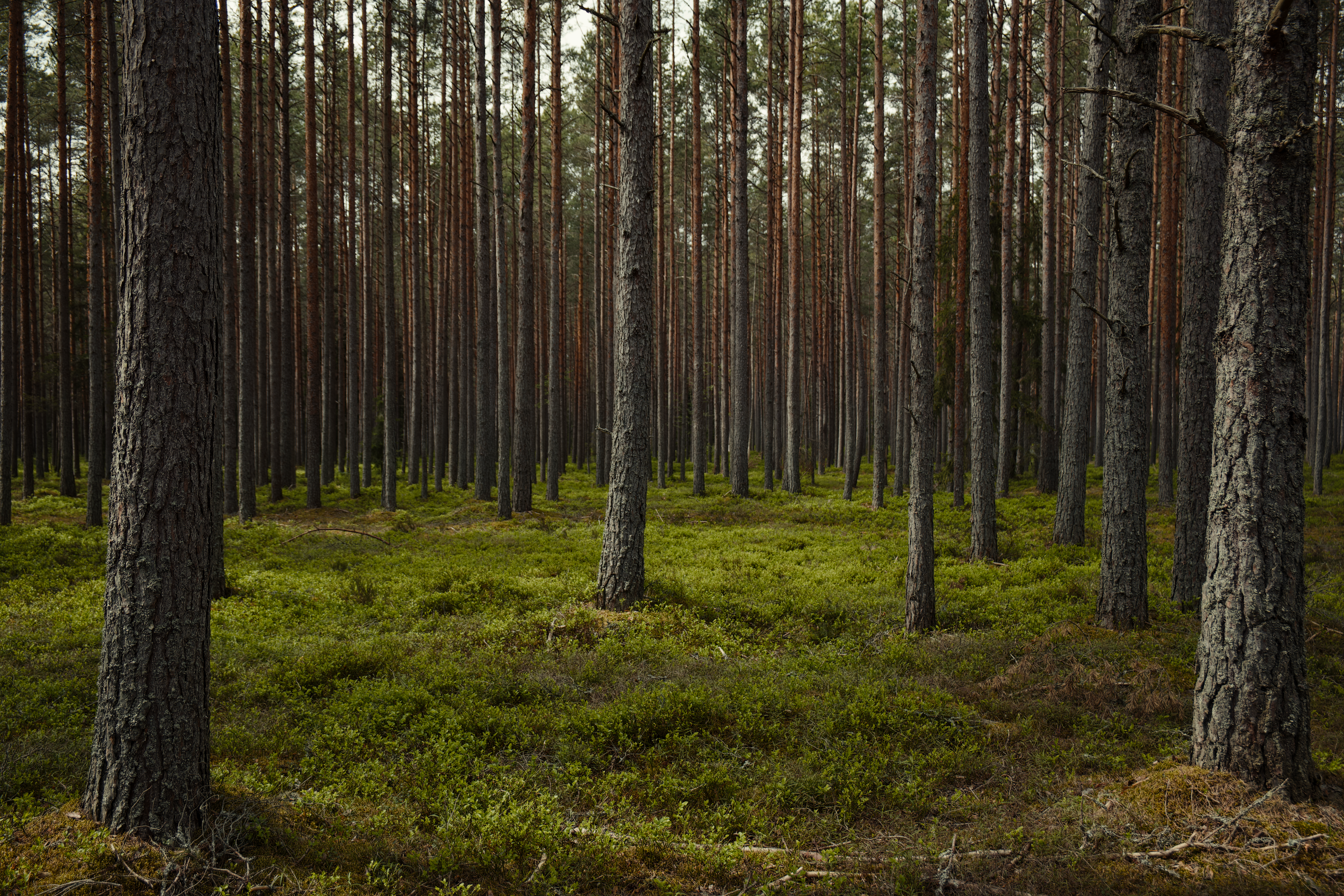 Boreal Forrest Photos, Download The BEST Free Boreal Forrest Stock ...