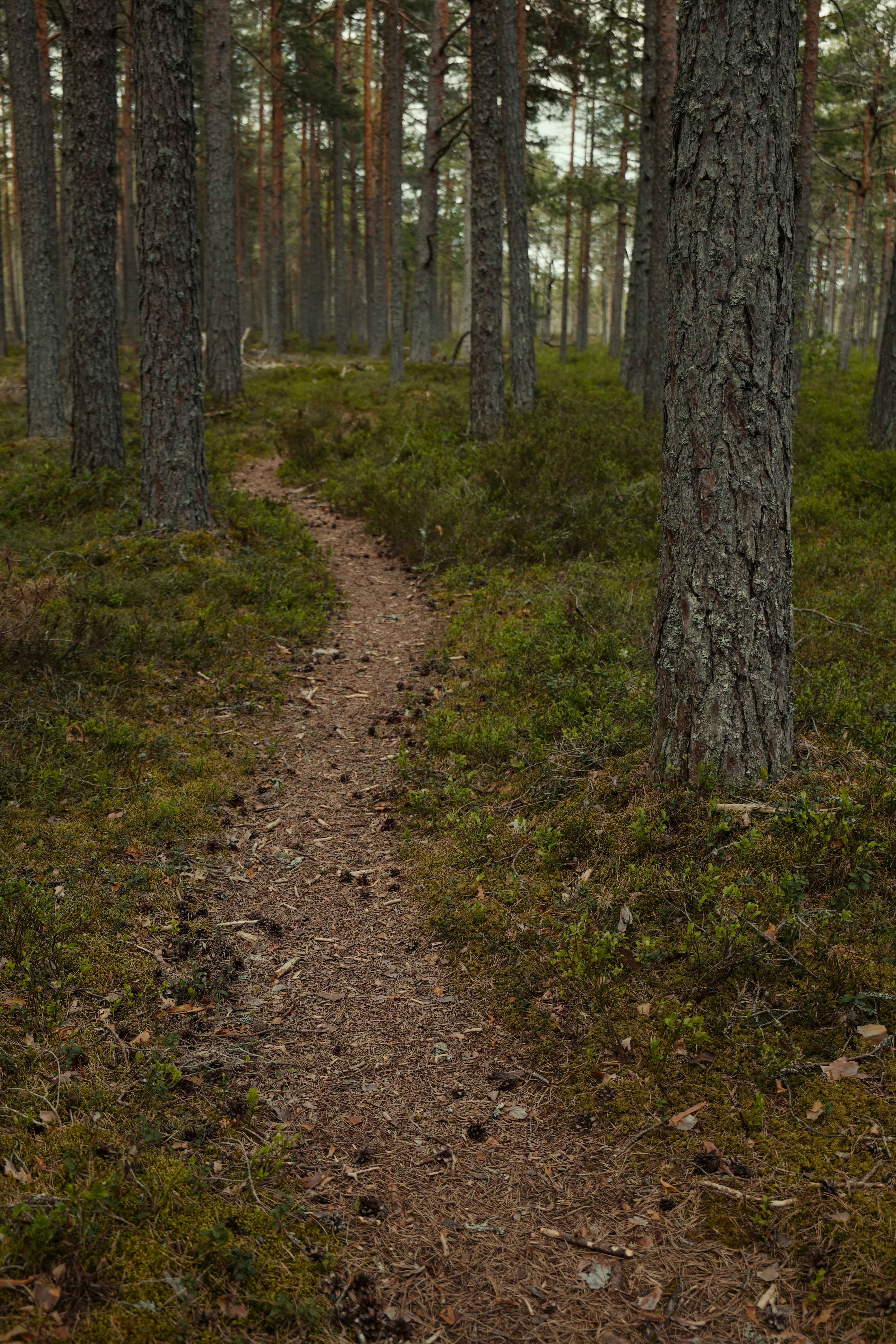 Peaceful Forest Path in Serene Woodland · Free Stock Photo